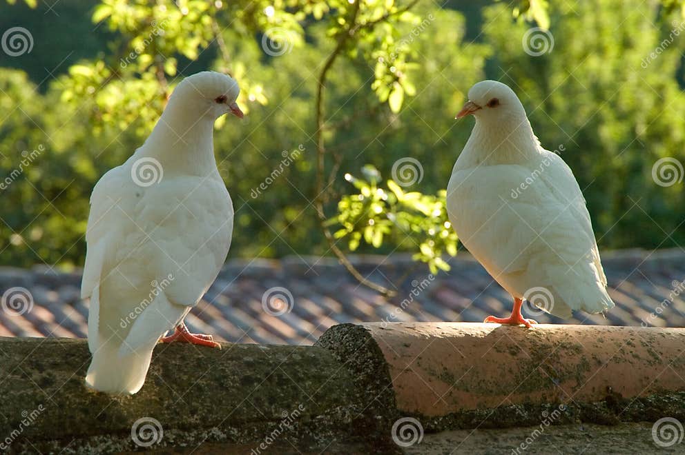 Two Dove Lovers in Evening Sunlight Stock Photo - Image of love ...