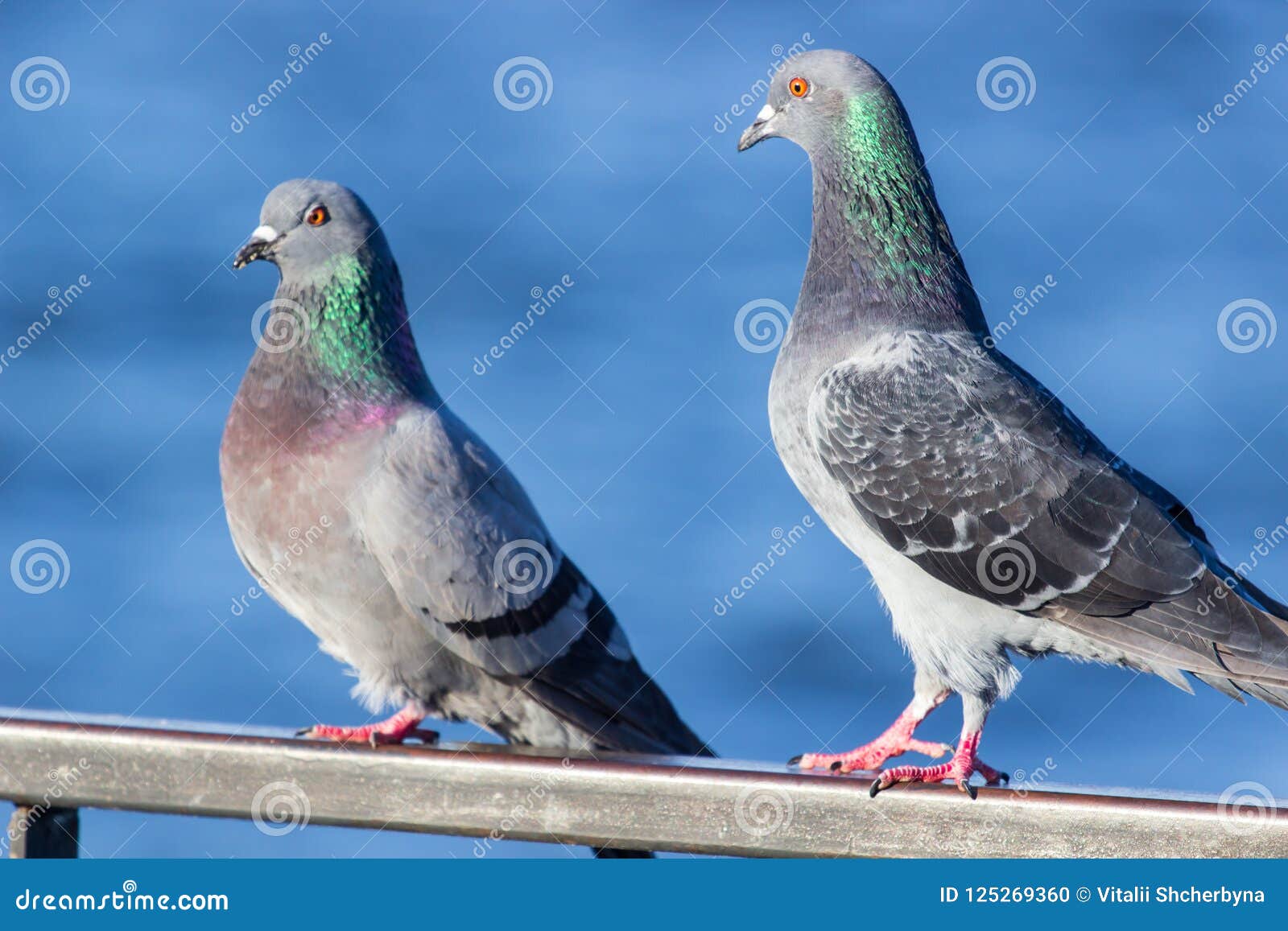 Two Dove, One Dove Looking at the Camera Stock Photo - Image of love ...