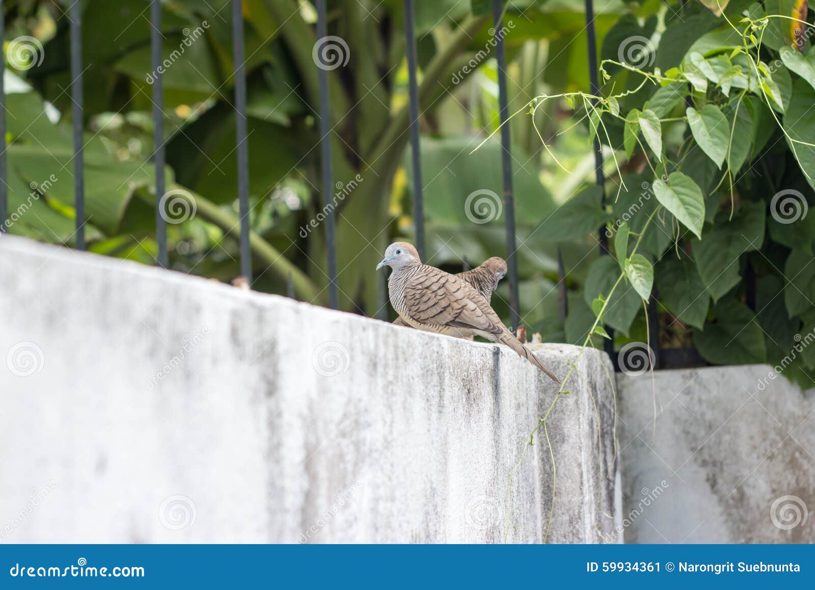 Two dove stand on fence stock image. Image of beautiful - 59934361