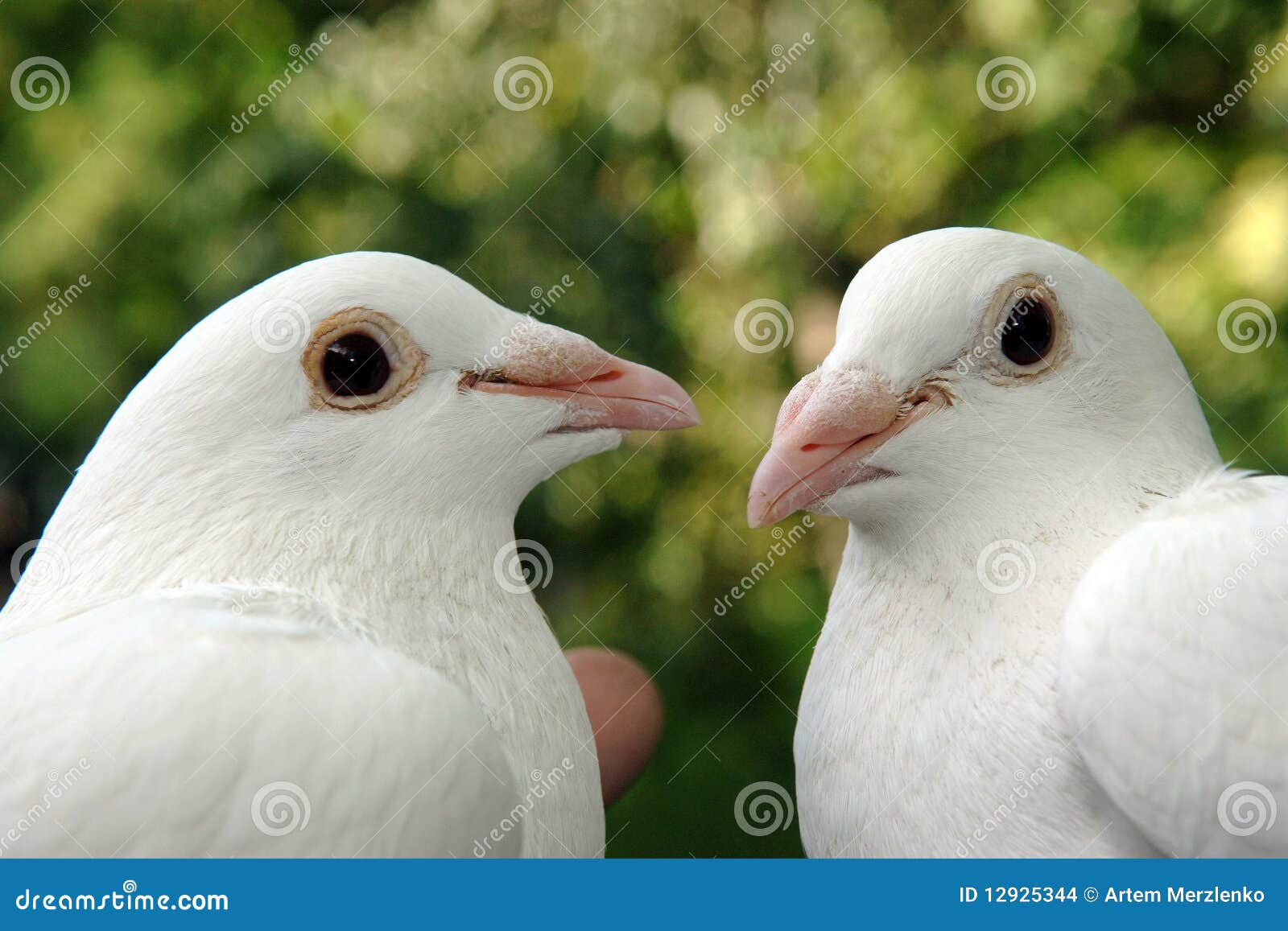 Two doves stock photo. Image of white, nature, affectionate - 12925344