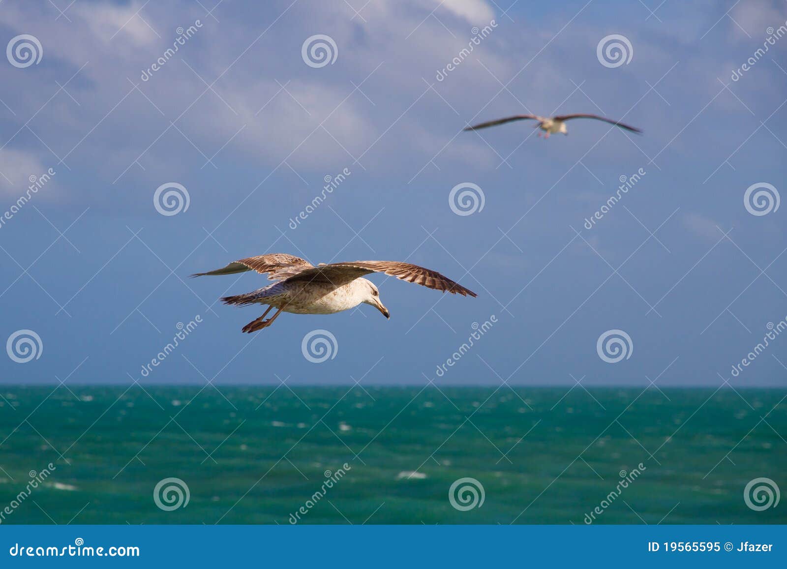 Two doves stock image. Image of doves, hovering, blue - 19565595