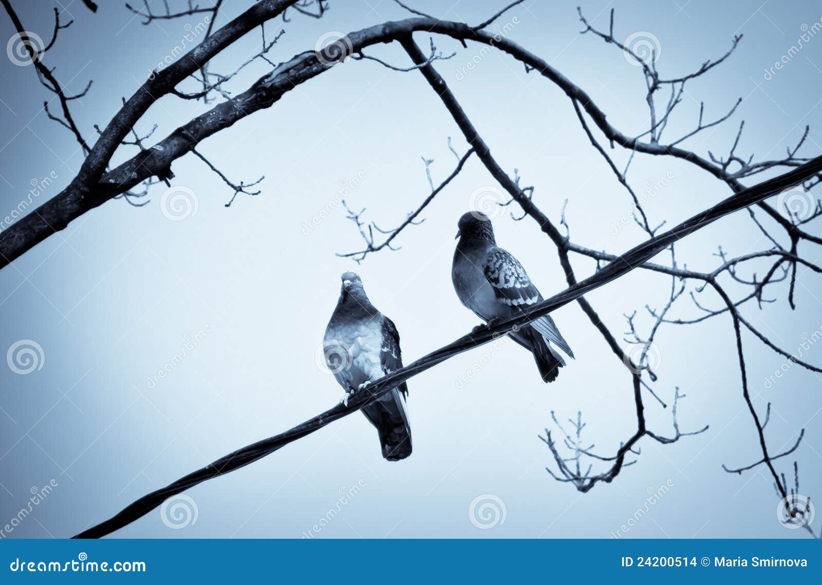 Two doves stock photo. Image of nature, flight, birds - 24200514