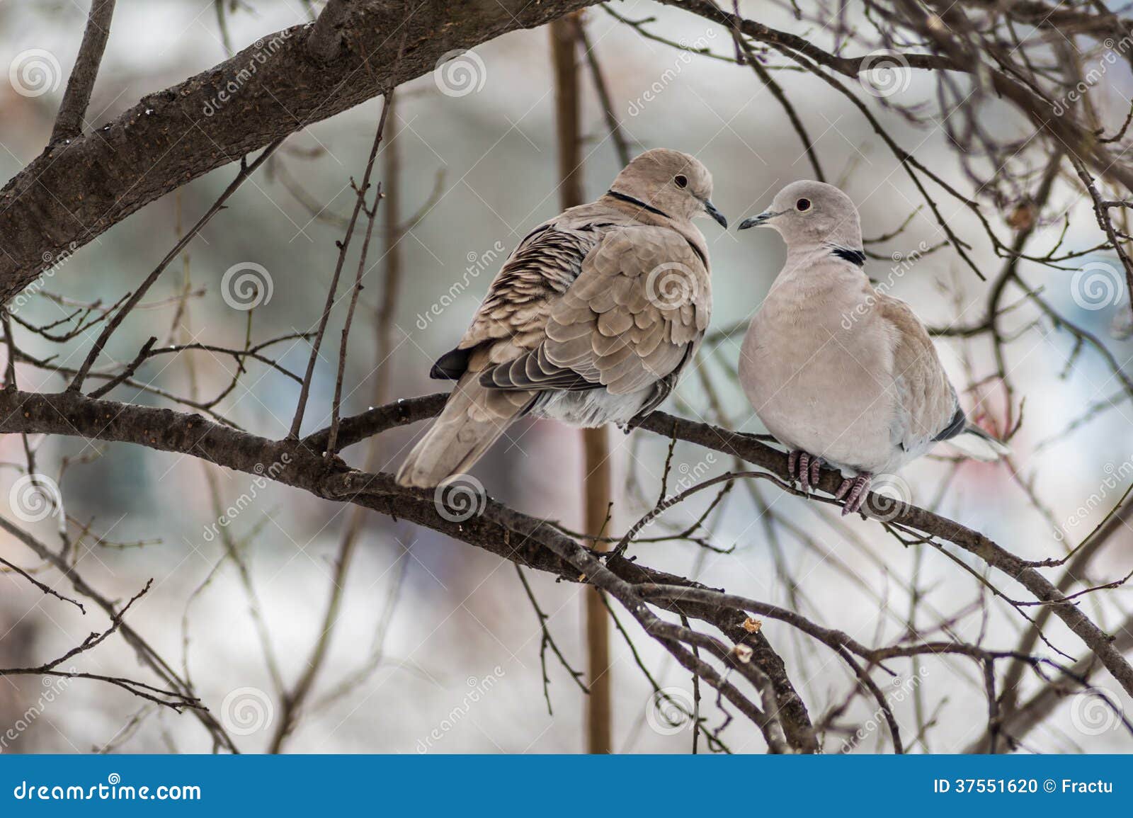 Two doves stock photo. Image of holiday, spiritual, allegory - 37551620