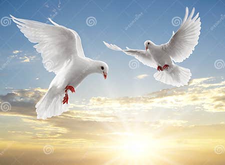 Two doves stock image. Image of bird, feather, nature - 8862489