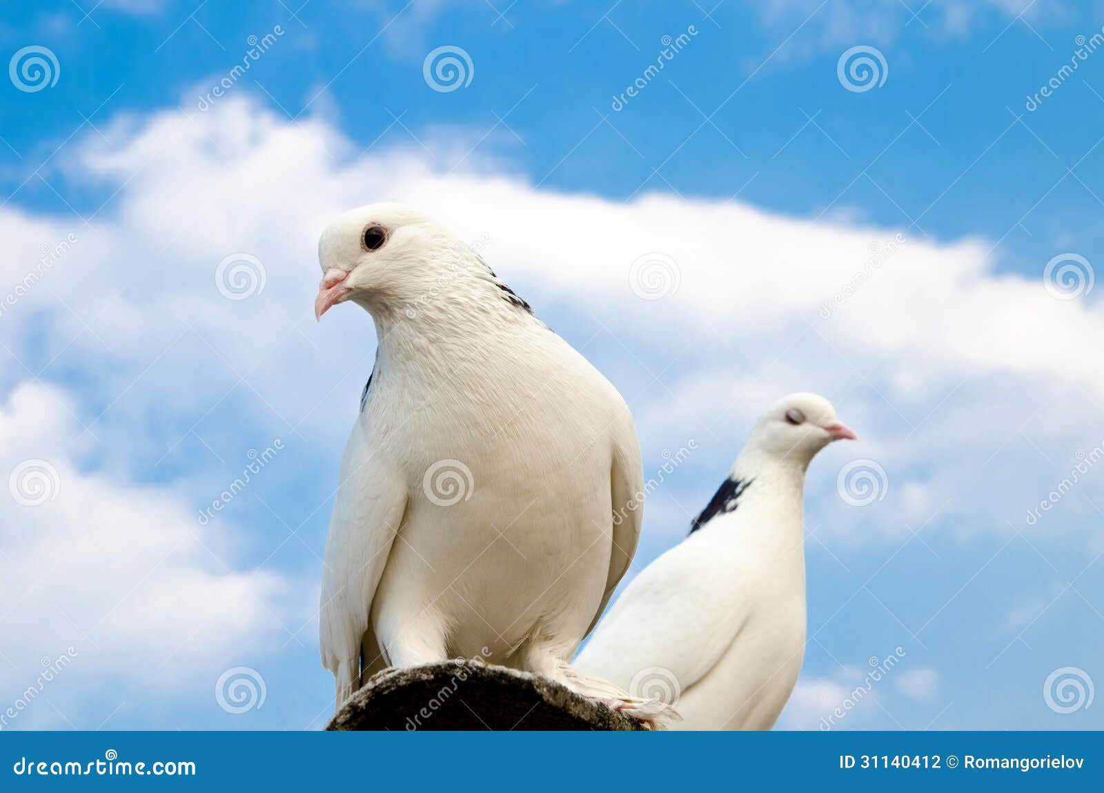Two doves stock photo. Image of peace, nature, couple - 31140412