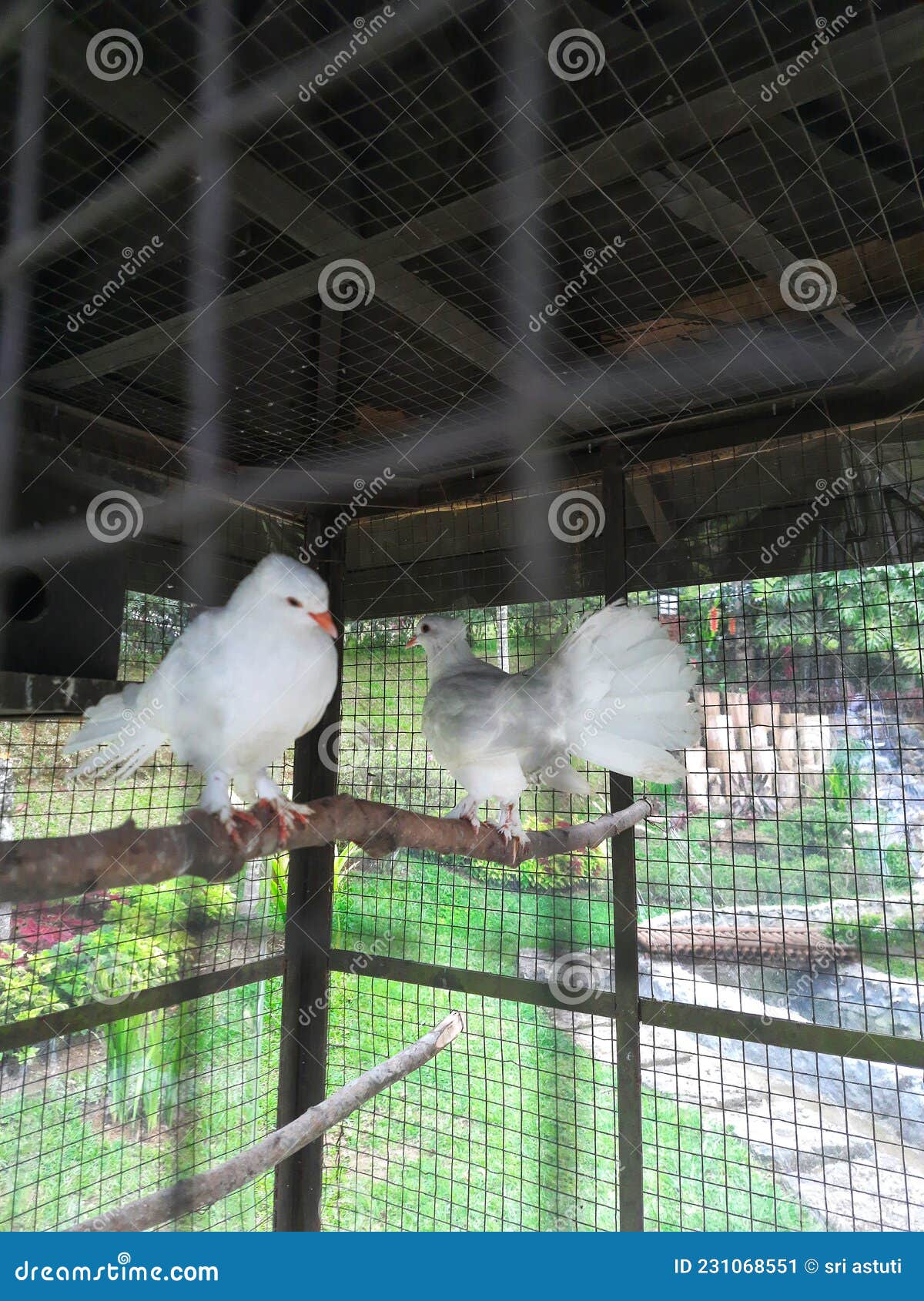 Two doves in a cage stock image. Image of finch, chicken - 231068551