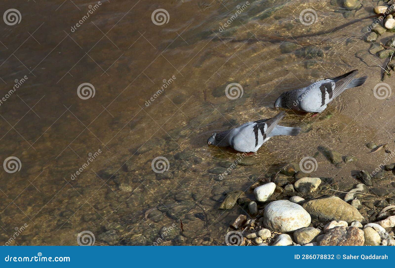 Two doves drinking stock photo. Image of bird, geology - 286078832