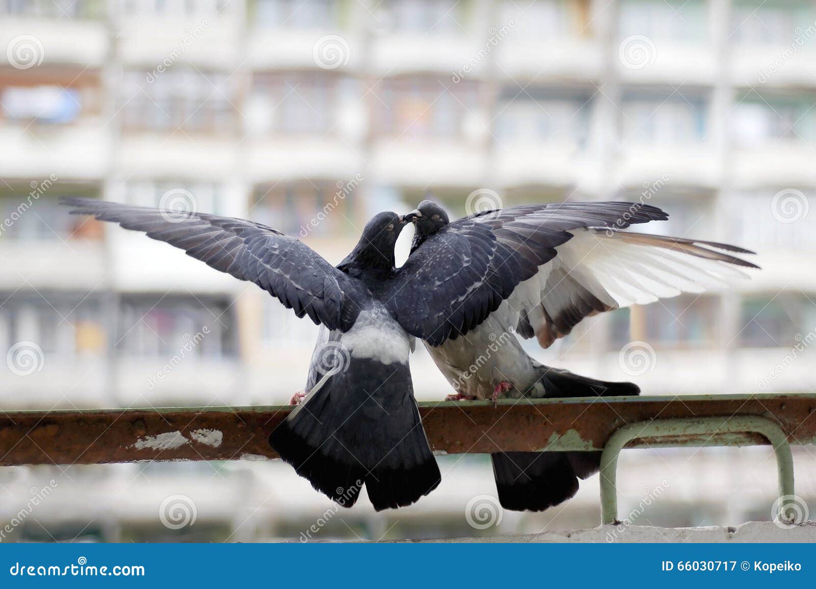 Five Doves On Street Parapet Background Stock Photography ...