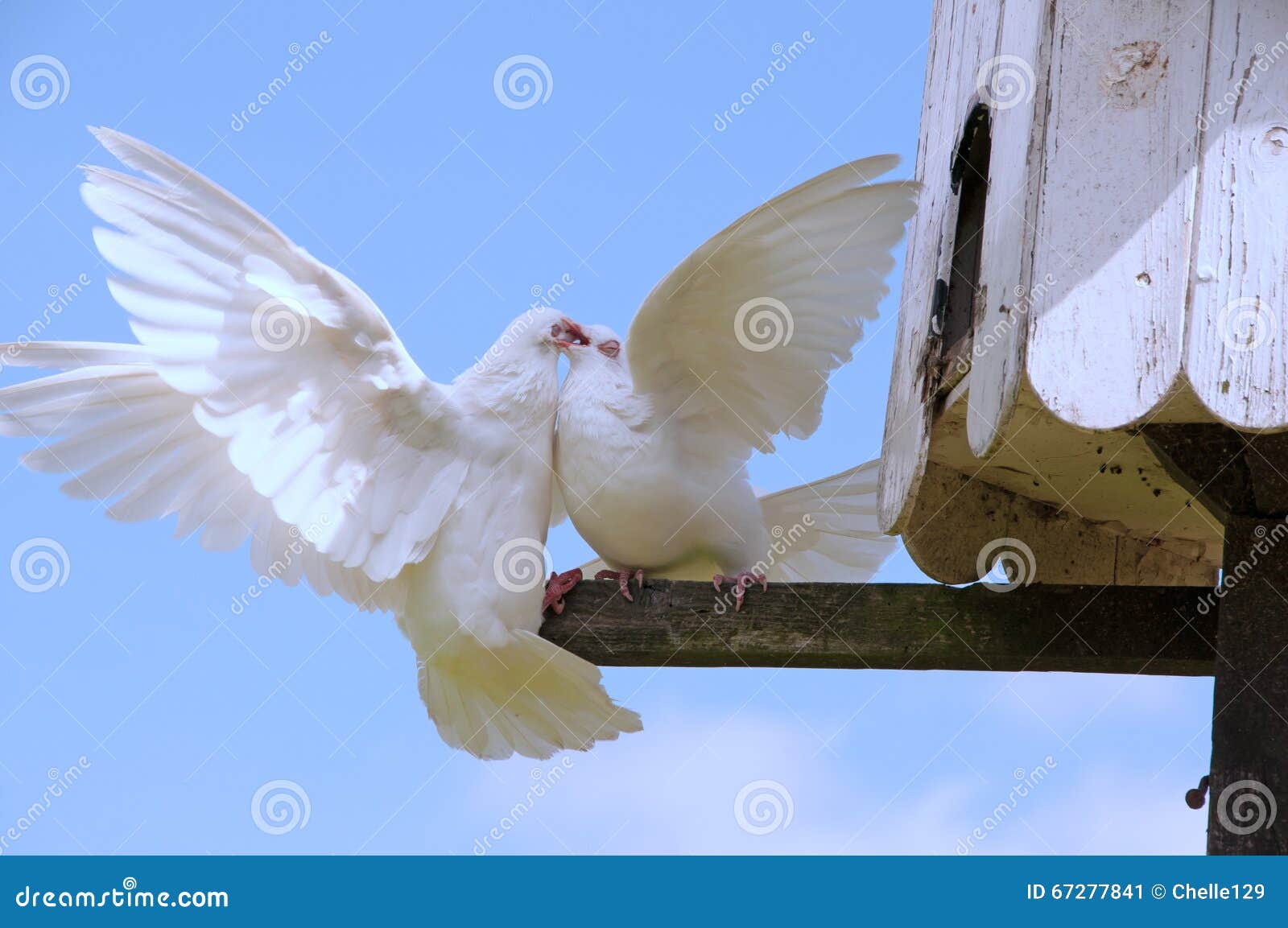 Two doves fighting stock image. Image of feathers, bickering - 67277841