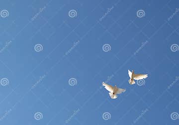 Two doves in flight stock photo. Image of dove, boundless - 1494800