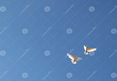 Two doves in flight stock photo. Image of dove, boundless - 1494800