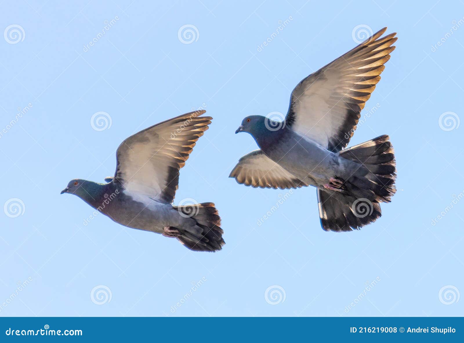 Two Doves in Flight Against a Sky Stock Photo - Image of homing ...