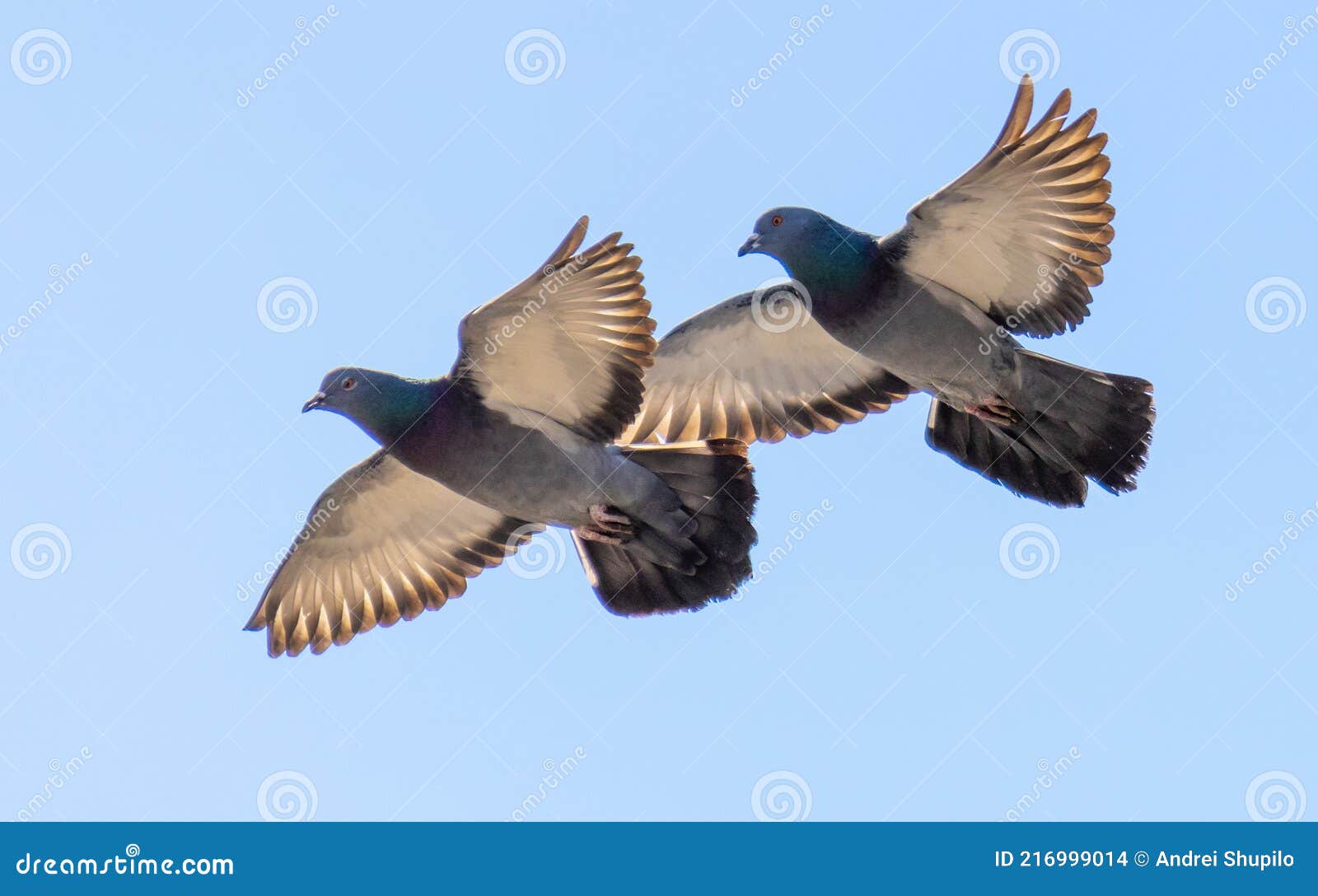 Two Doves in Flight Against a Sky. Stock Photo - Image of natural ...