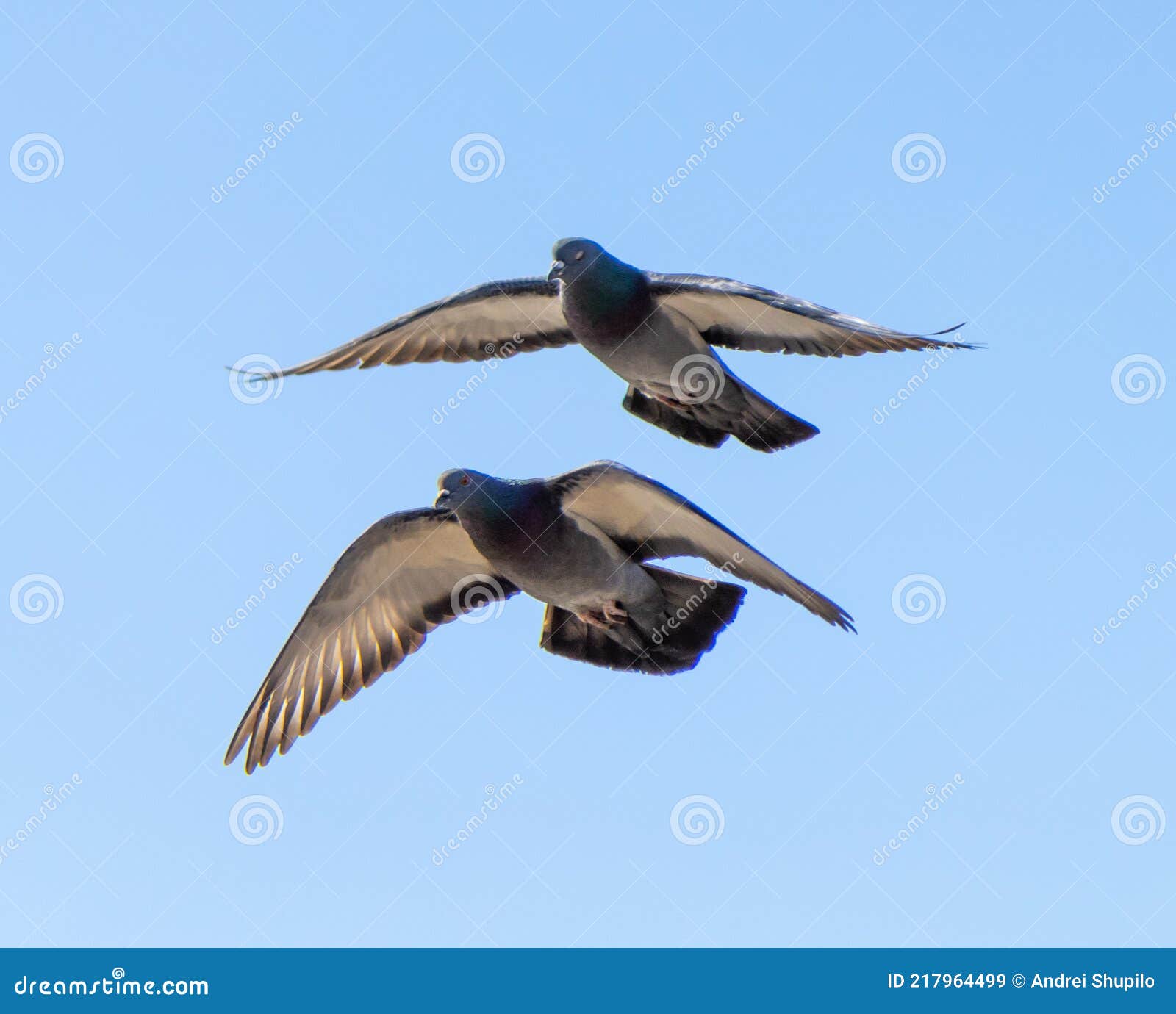 Two Doves in Flight Against a Sky. Stock Image - Image of avian, nature ...