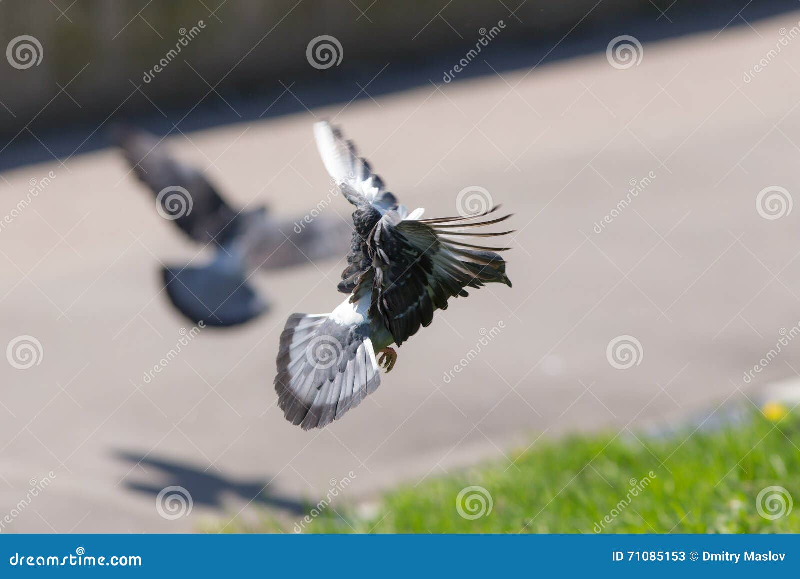Two doves in flight stock image. Image of asphalt, nature - 71085153