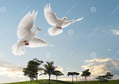 Two doves flying stock photo. Image of feather, symbol - 8877996