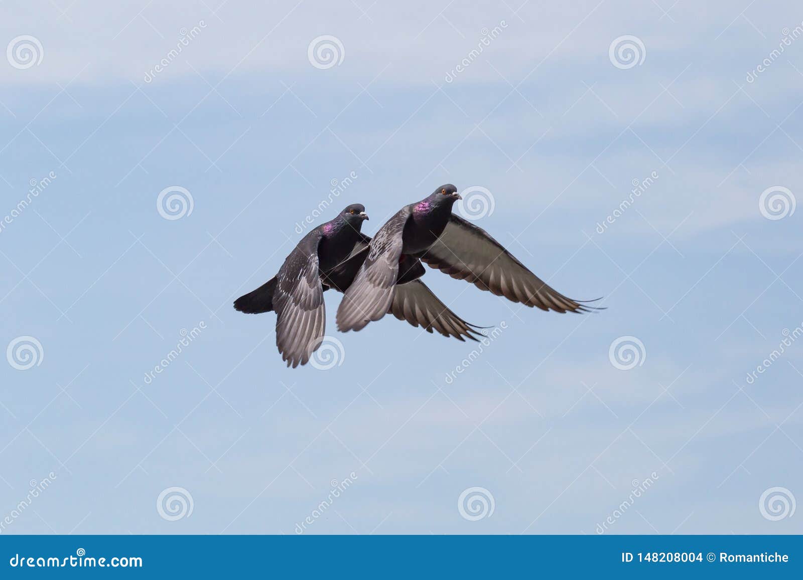 Two Doves Flying Close To Each Other in a Blue Sky Stock Photo - Image ...