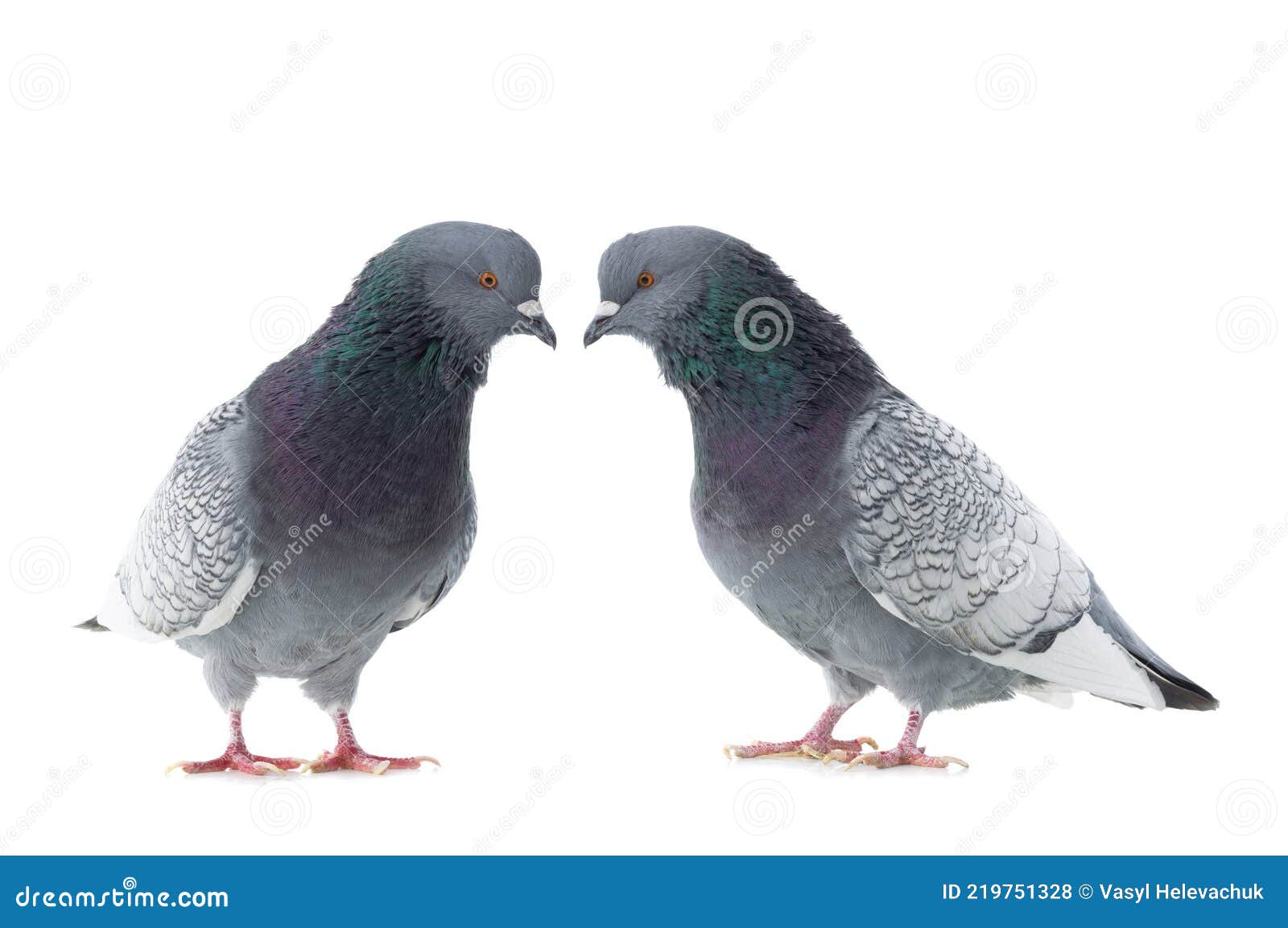 Two Doves Isolated on White Stock Photo - Image of bird, colorful ...