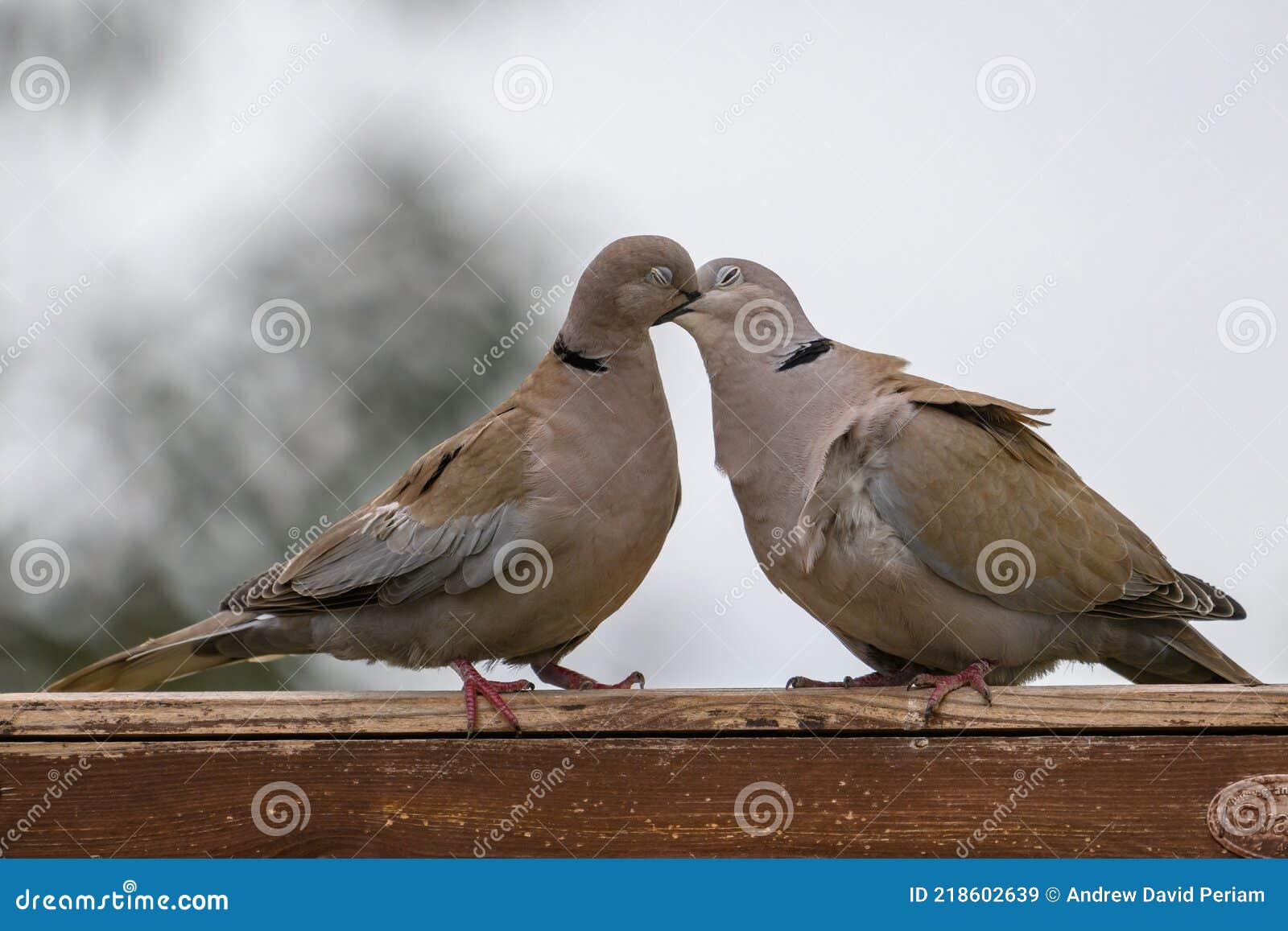 Two Doves Kissing on a Fence Stock Image - Image of beautiful ...