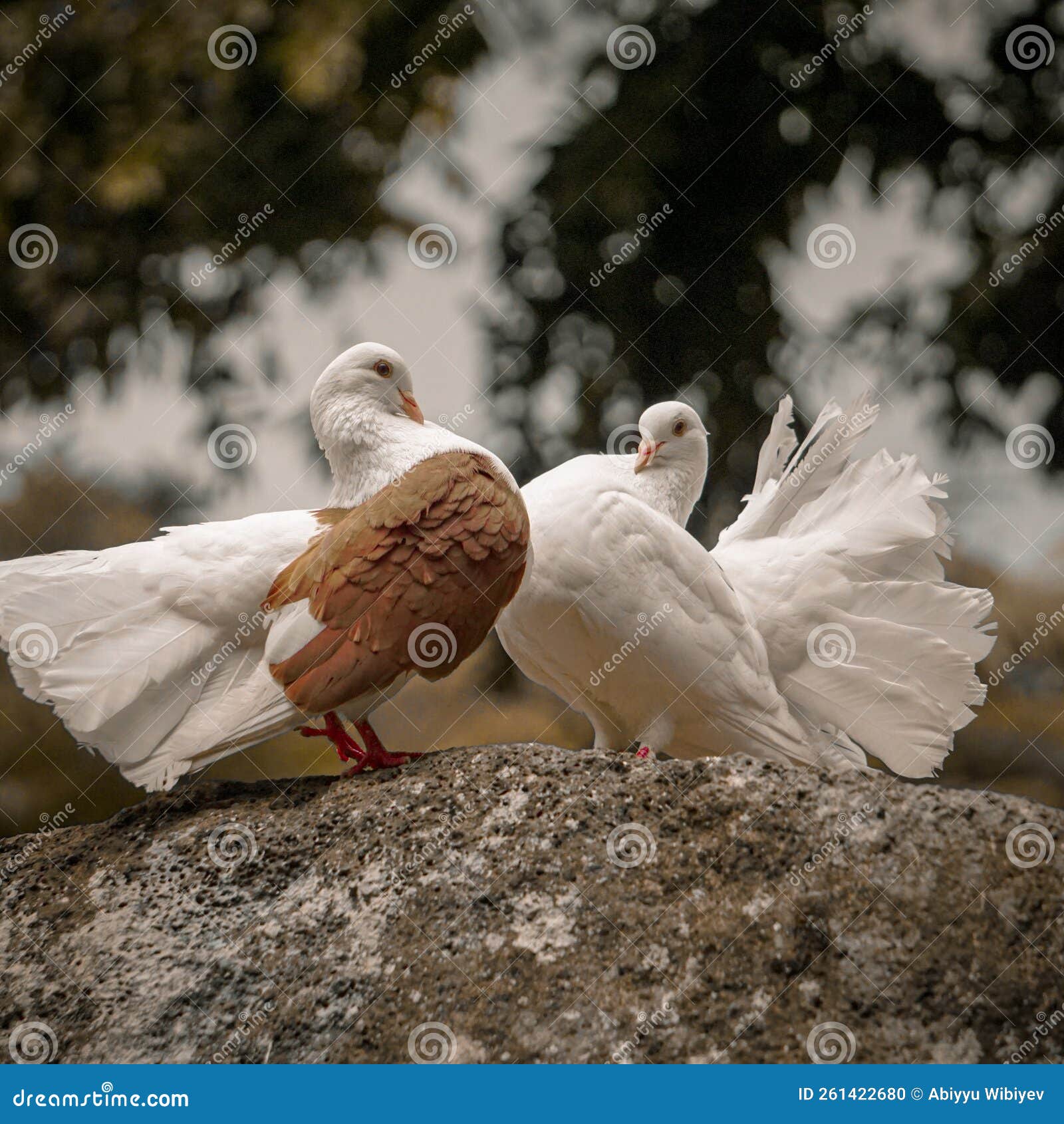 Two doves in love stock photo. Image of wing, white - 261422680