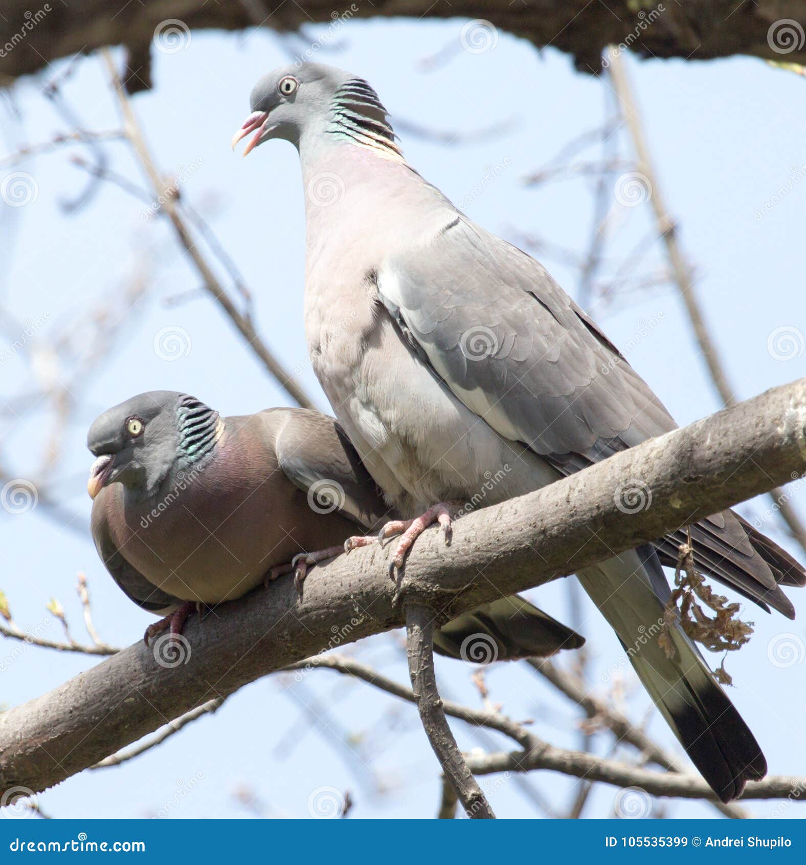 Two Doves in Love on the Tree in Nature Stock Image - Image of beak ...