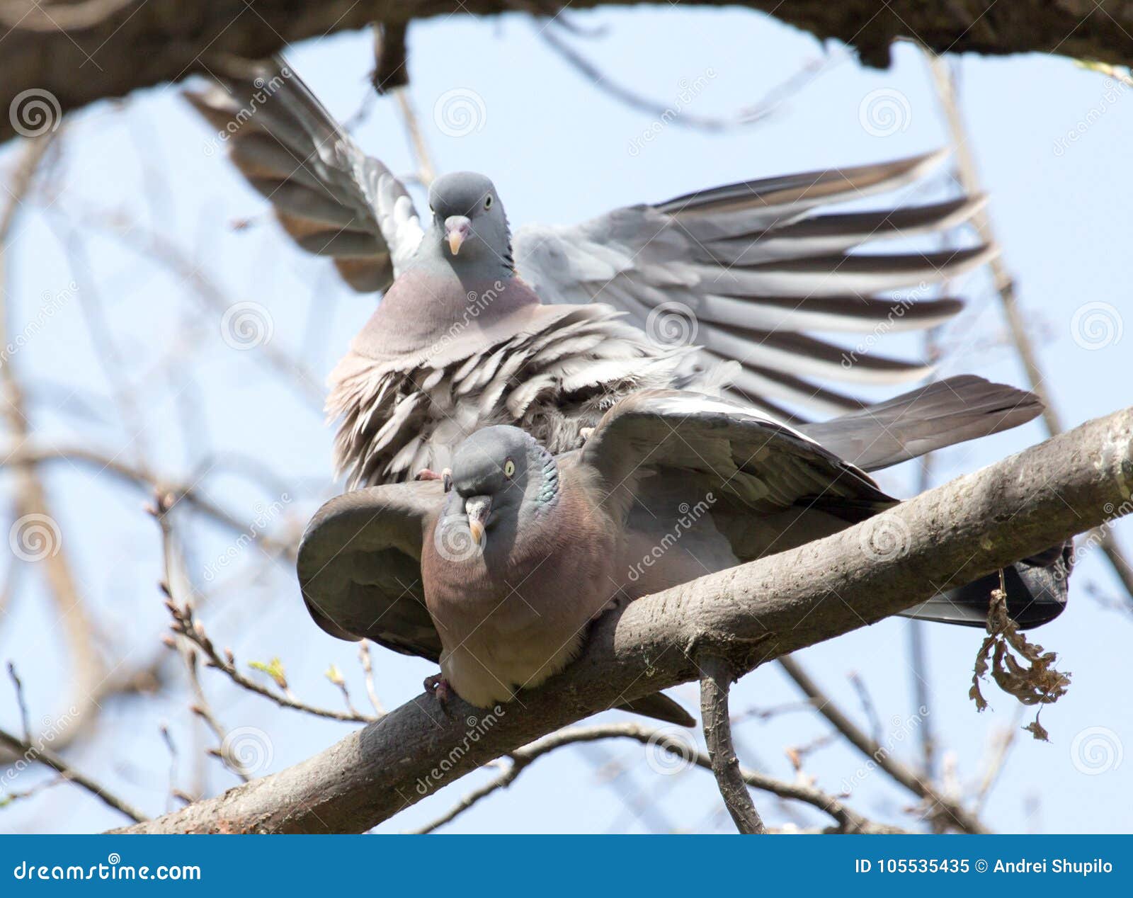 Two Doves in Love on the Tree in Nature Stock Image - Image of couple ...
