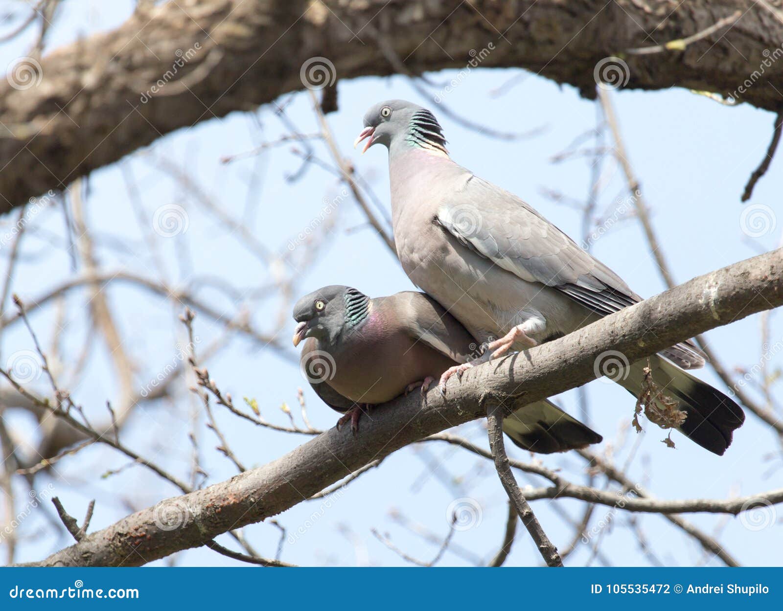 Two Doves in Love on the Tree in Nature Stock Photo - Image of freedom ...