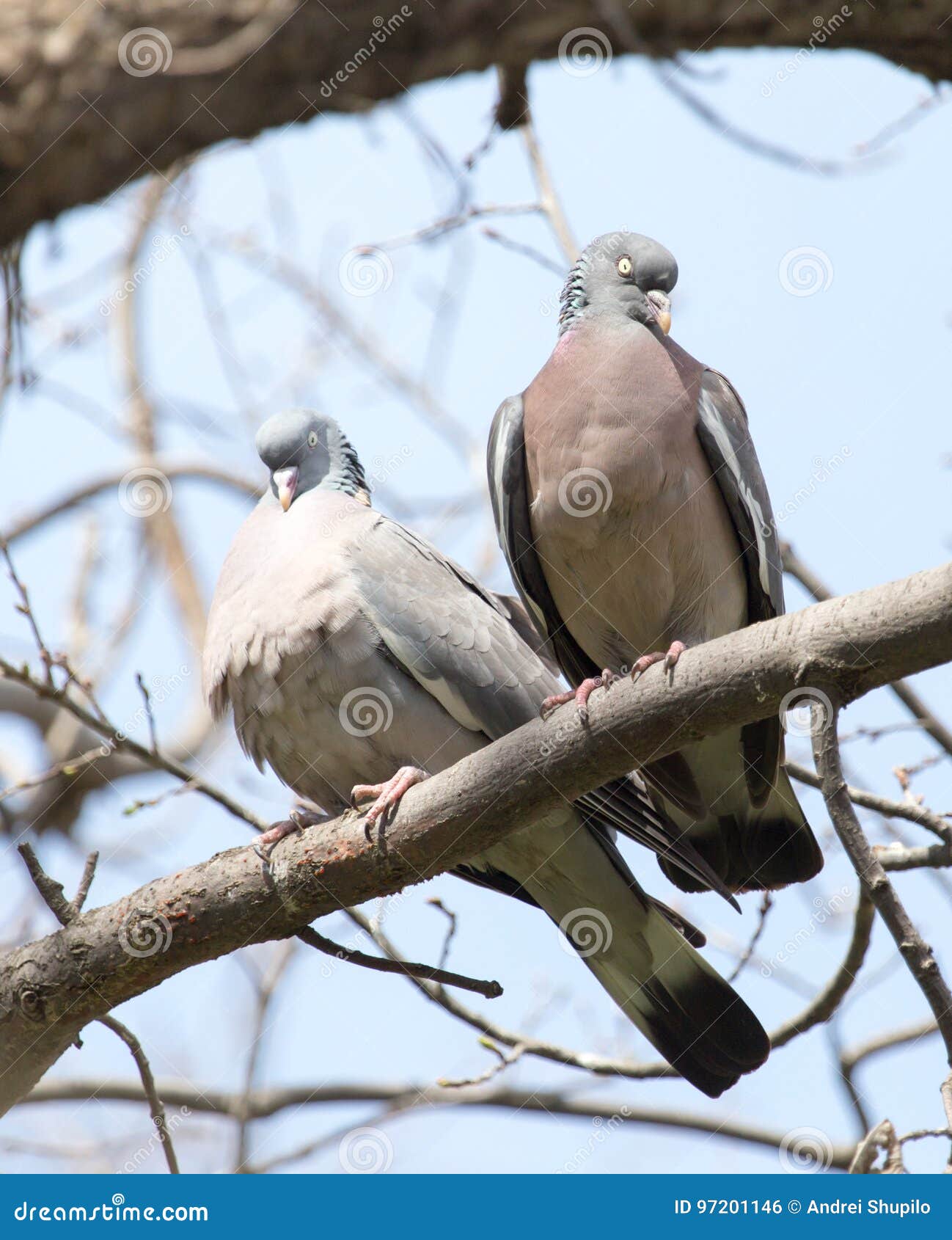 Two Doves in Love on the Tree in Nature Stock Photo - Image of ...