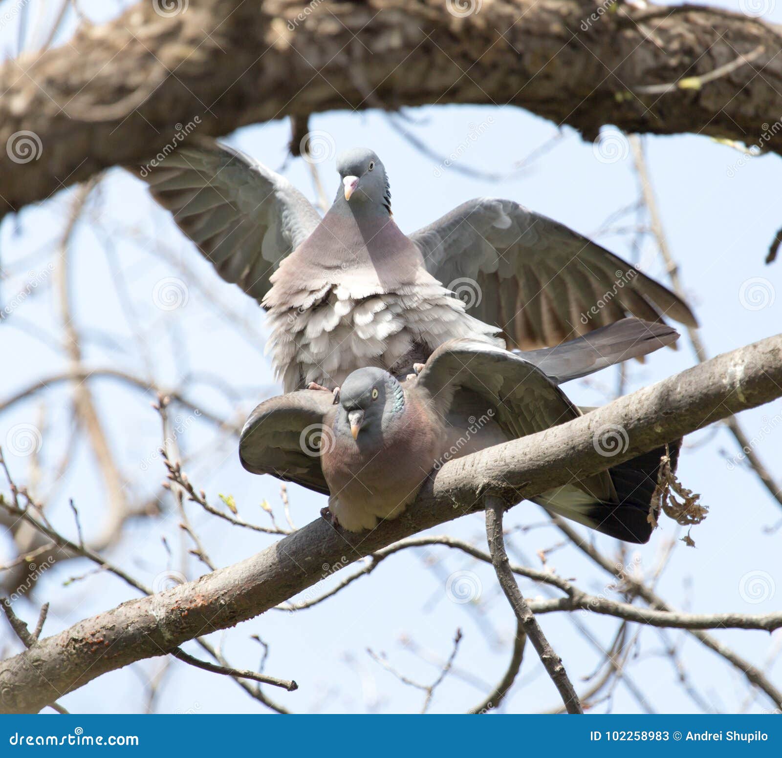Two Doves in Love on the Tree in Nature Stock Image - Image of breeding ...