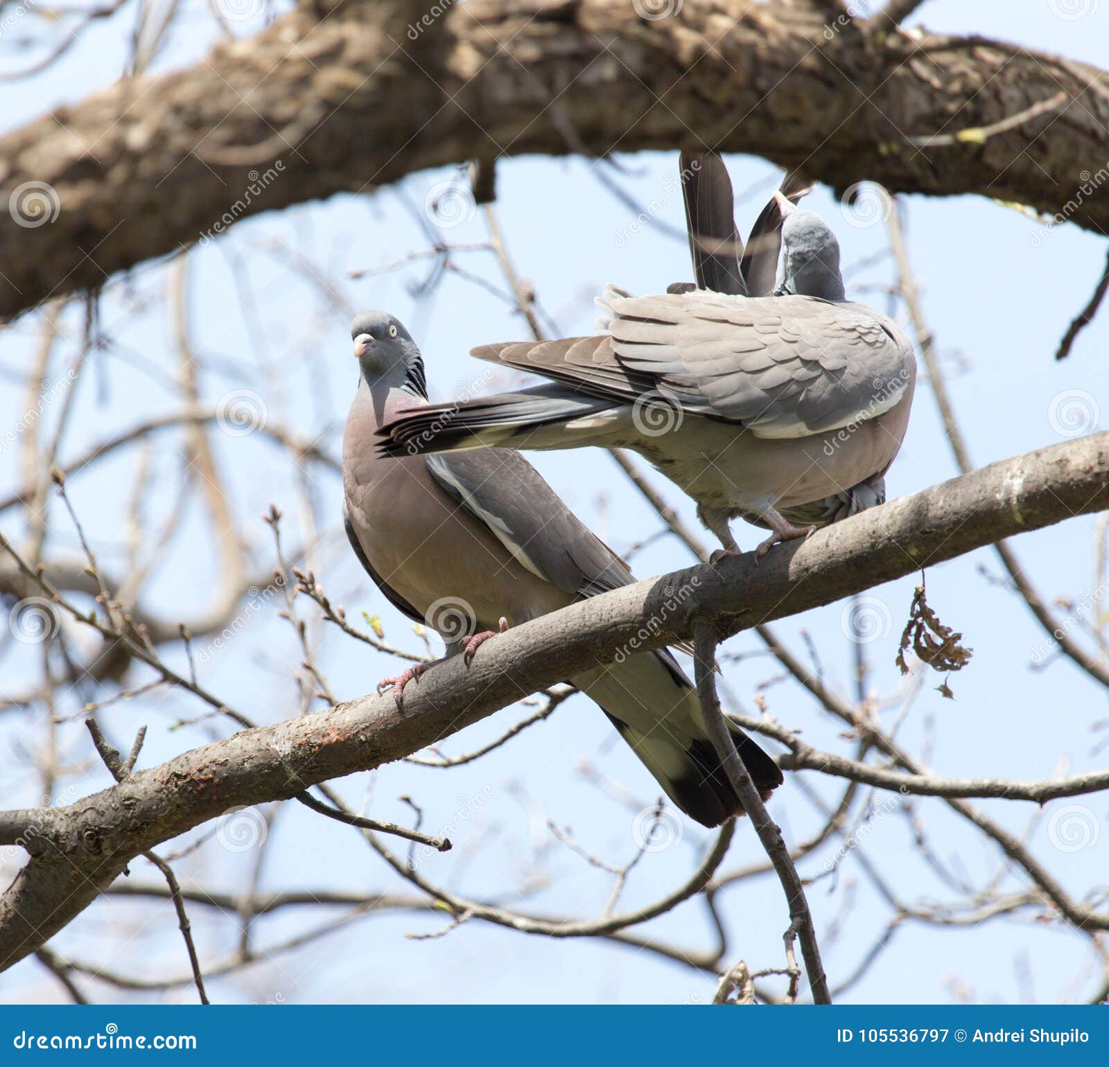 Two Doves in Love on the Tree in Nature Stock Image - Image of family ...