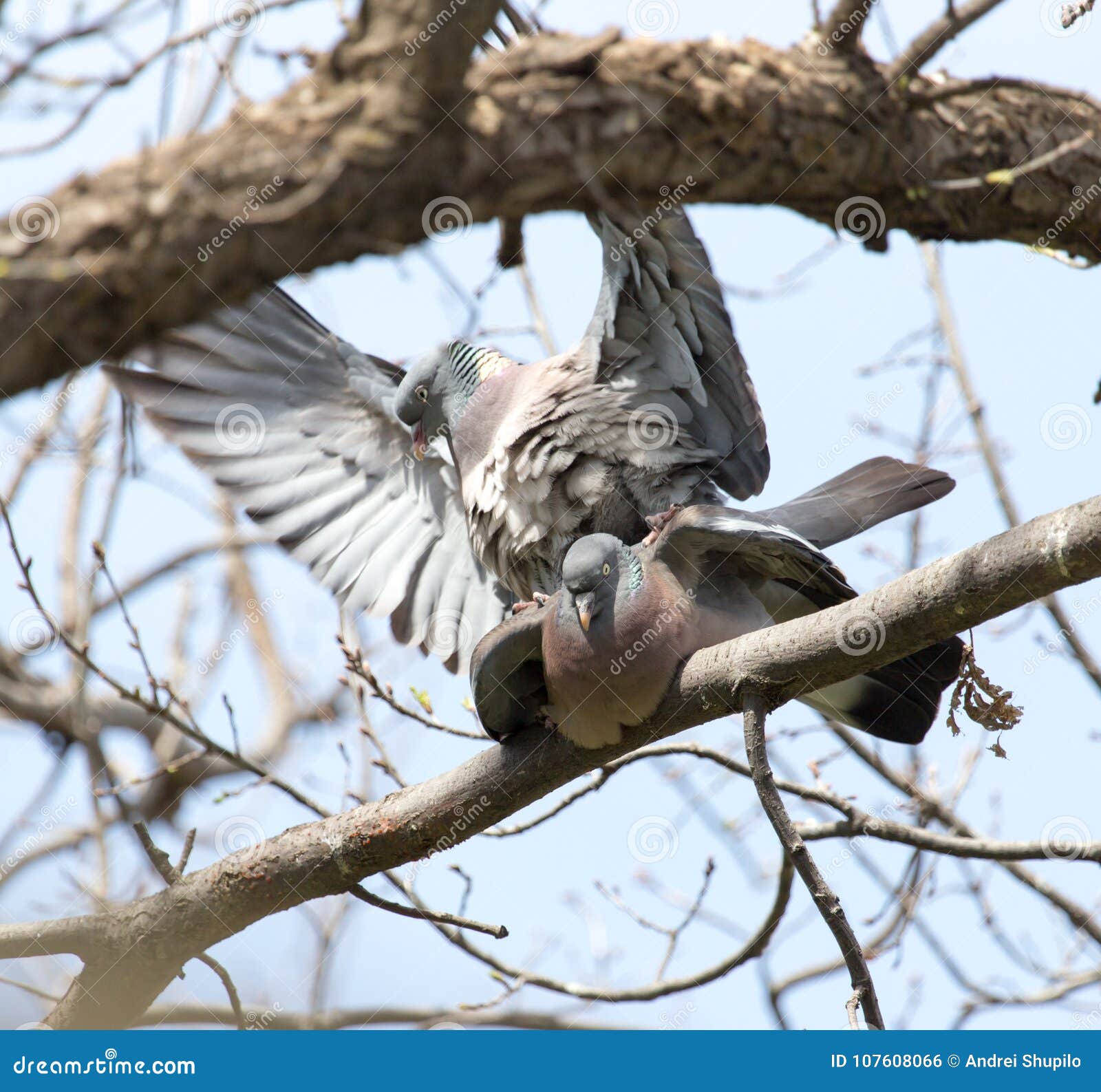 Two Doves in Love on the Tree in Nature Stock Photo - Image of beak ...