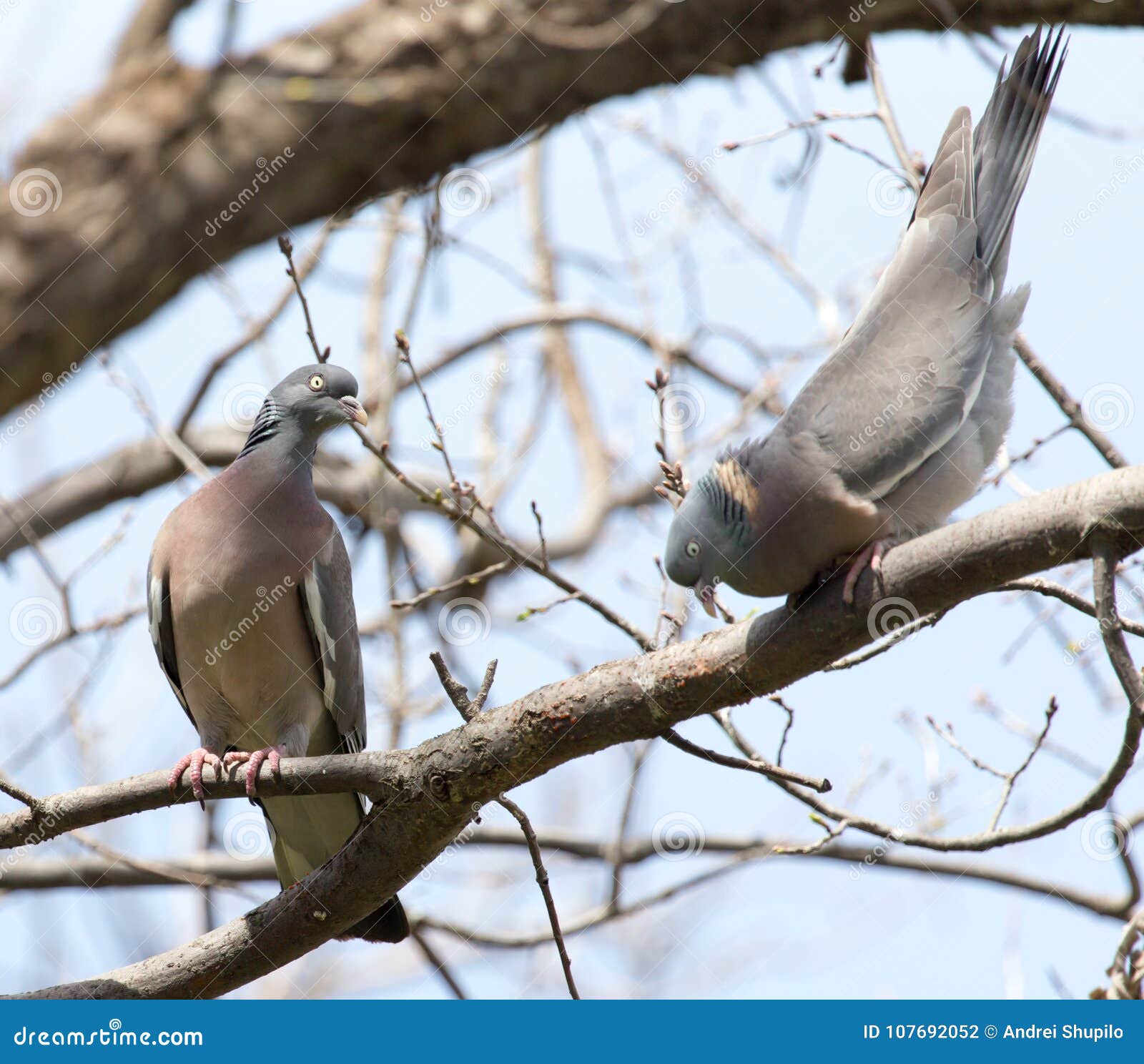 Two Doves in Love on the Tree in Nature Stock Photo - Image of love ...