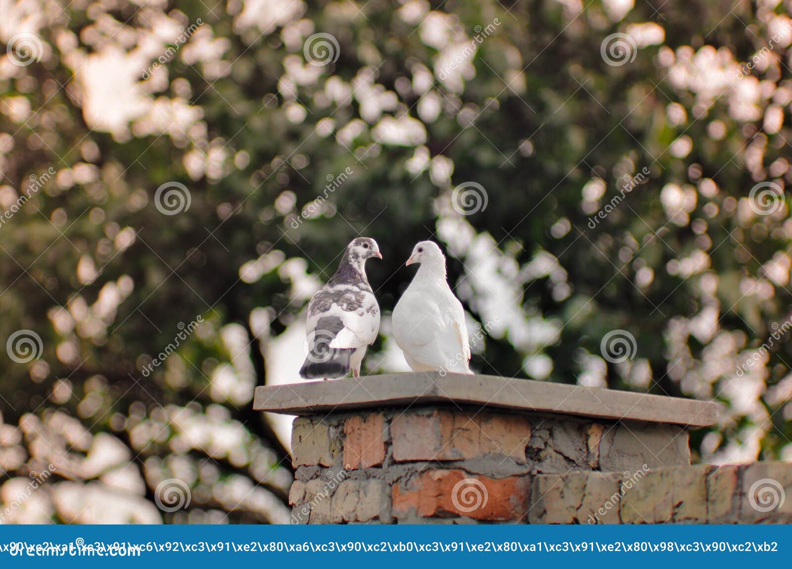 Two doves stock photo. Image of dove, doves, ornitology - 65763186