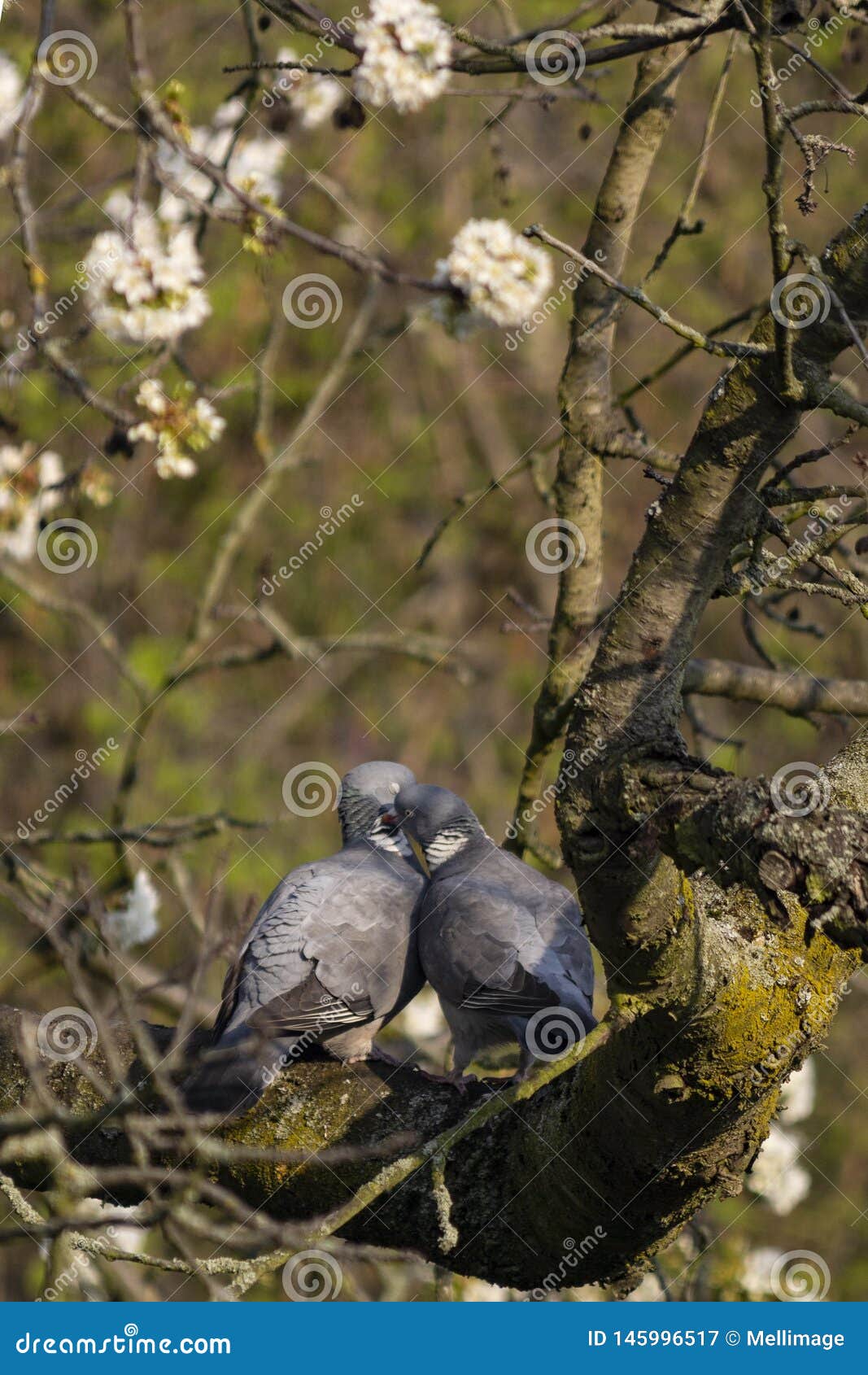 Two doves mating in spring stock image. Image of courtship - 145996517