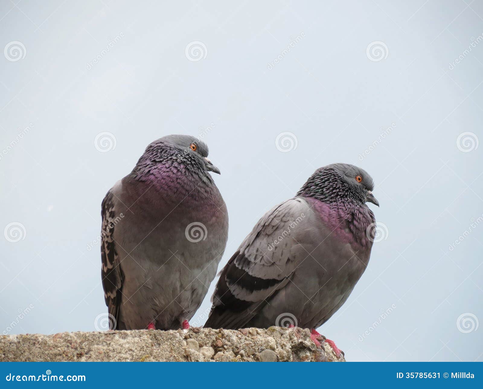 Two doves stock image. Image of nature, pair, wild, beautiful - 35785631