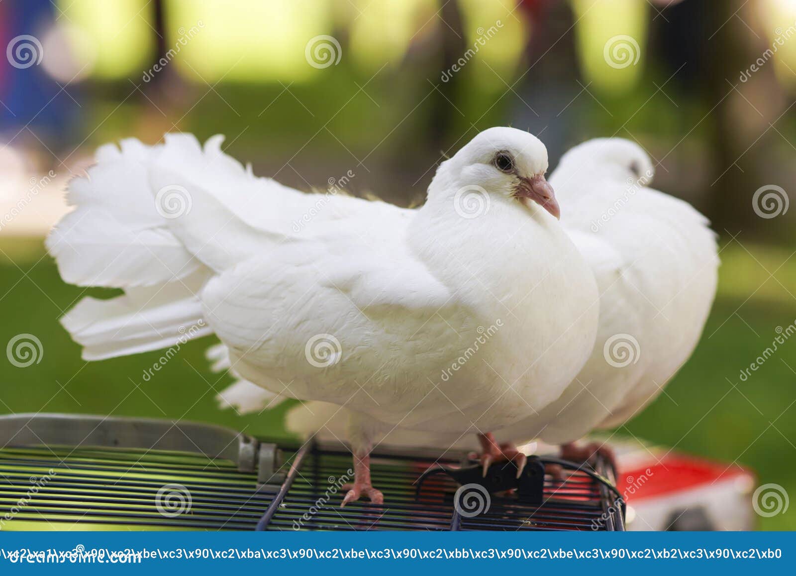 Two Doves of Peace and Love Stock Photo - Image of hope, holy: 94441368