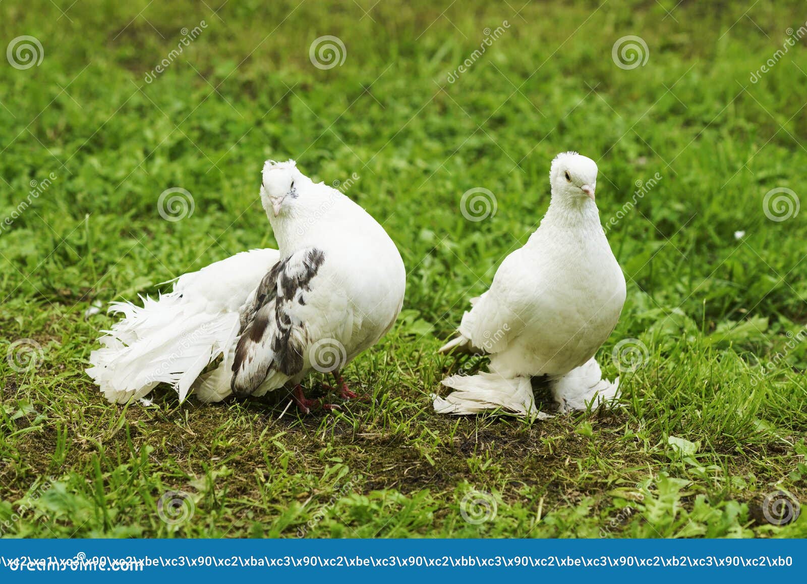 Two Doves of Peace and Love Stock Image - Image of freeflying, holy ...