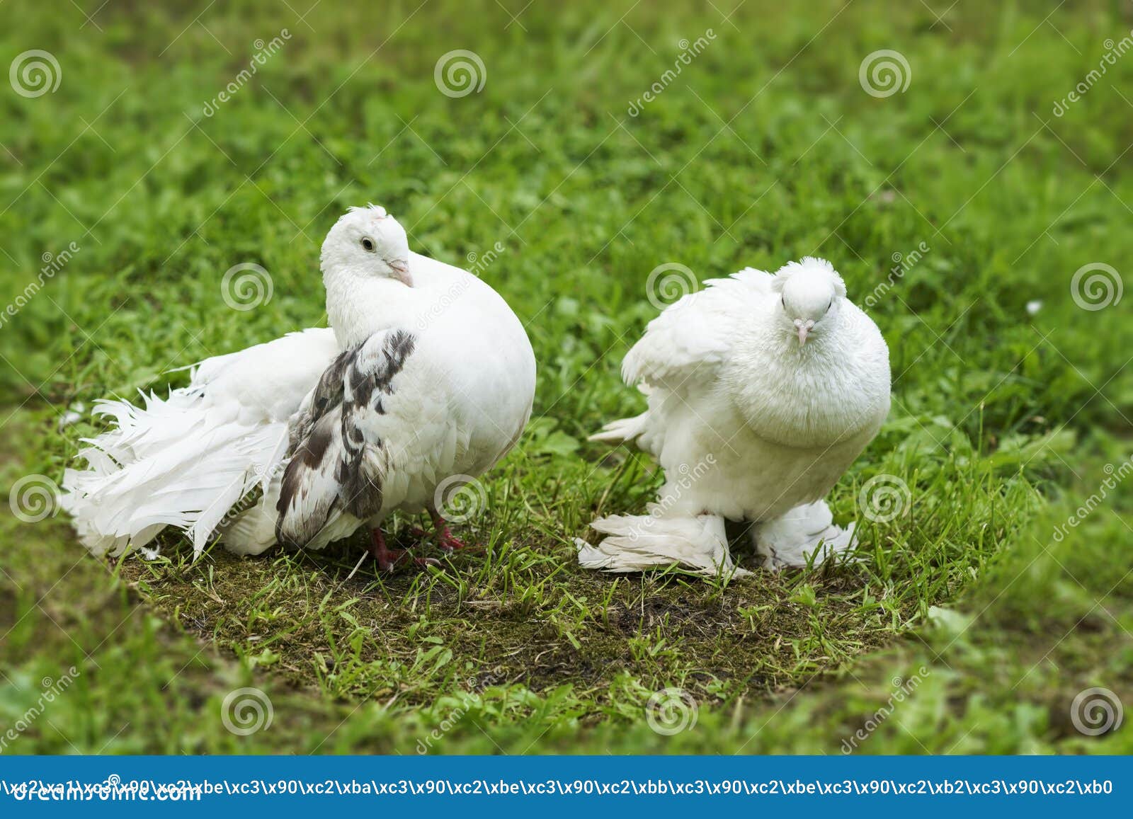 Two Doves of Peace and Love Stock Image - Image of hand, hope: 94441633