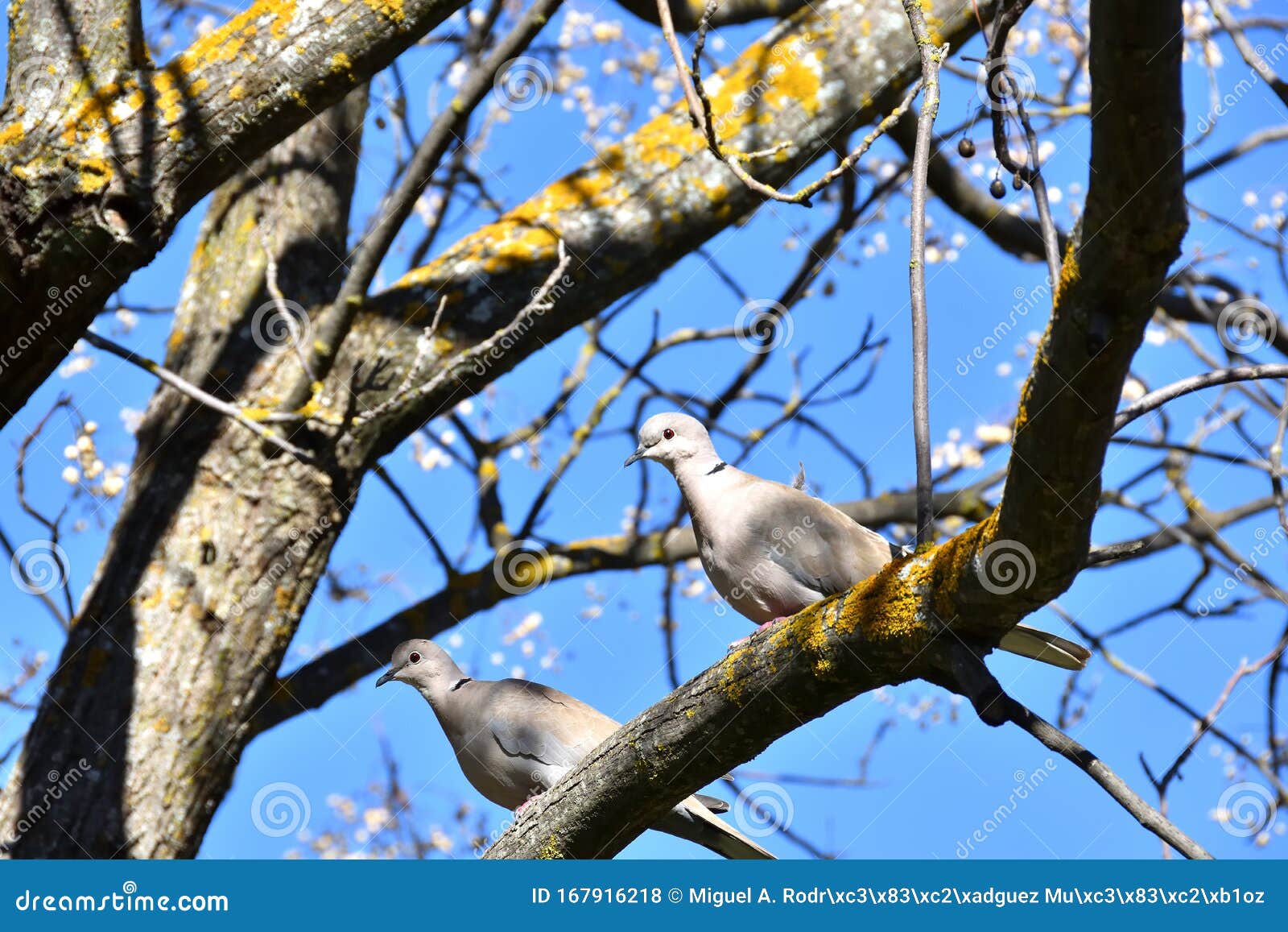 Two Doves Perched on the Branch of a Tree in the Park Stock Photo ...