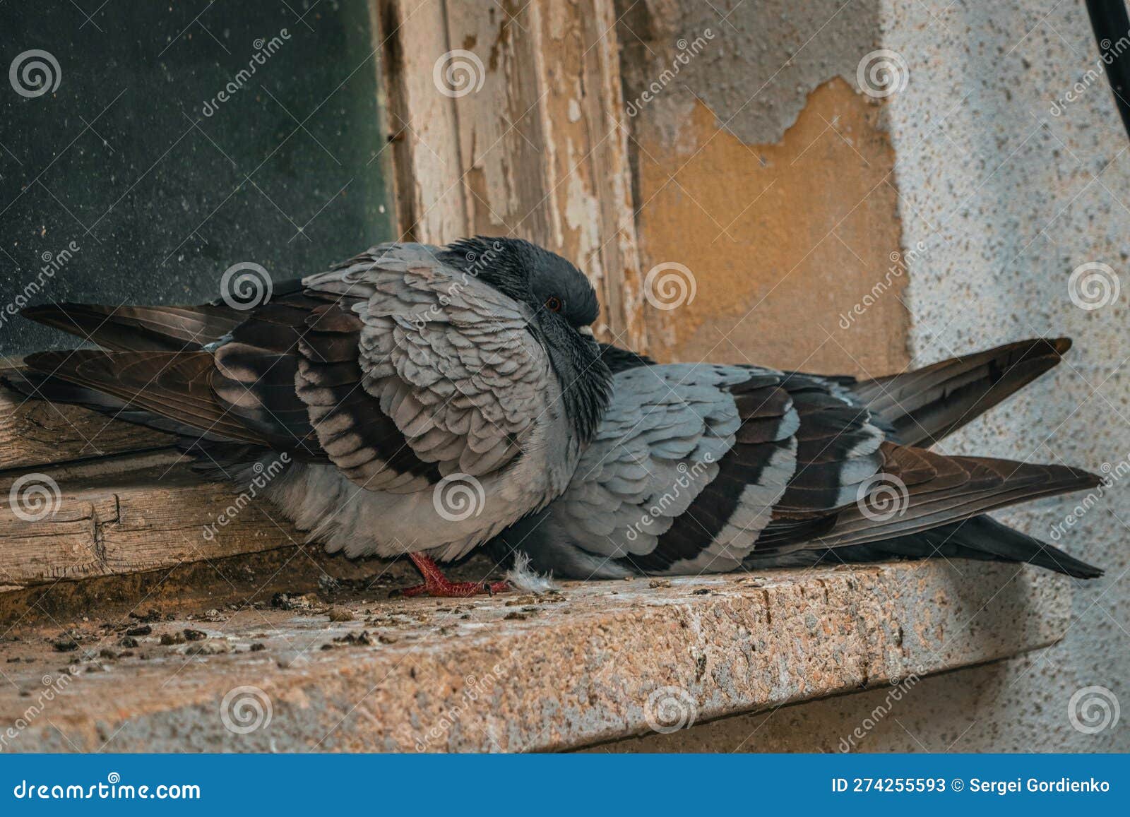 Two Doves Rest on the Windowsill Facing Each Other Stock Image - Image ...