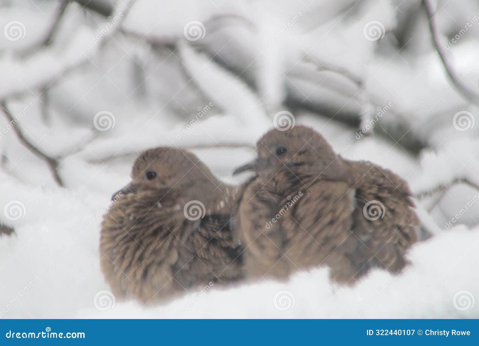 Two Doves Sheltering on a Porch Out of a Snow Storm in Winter Stock ...