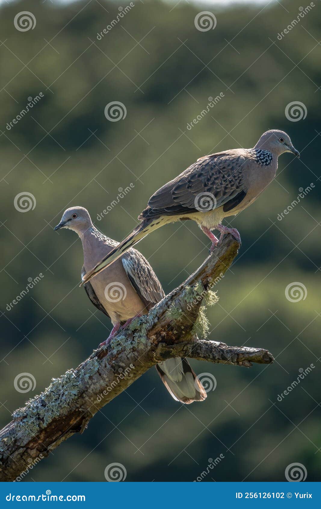 Two Doves Sitting on a Dry Tree Brunch Stock Photo - Image of bird ...