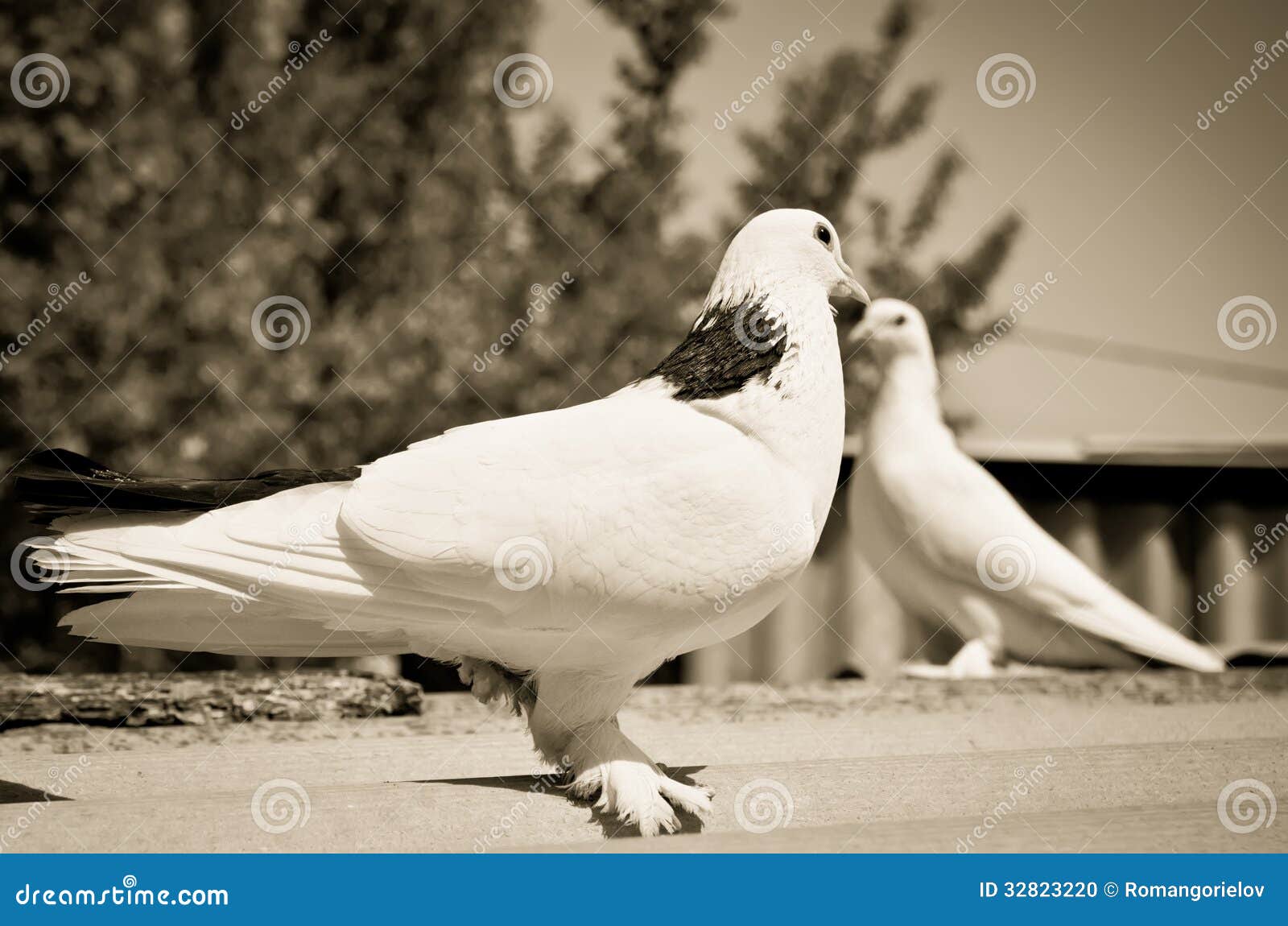 Two doves stock photo. Image of couple, outdoors, symbol - 32823220