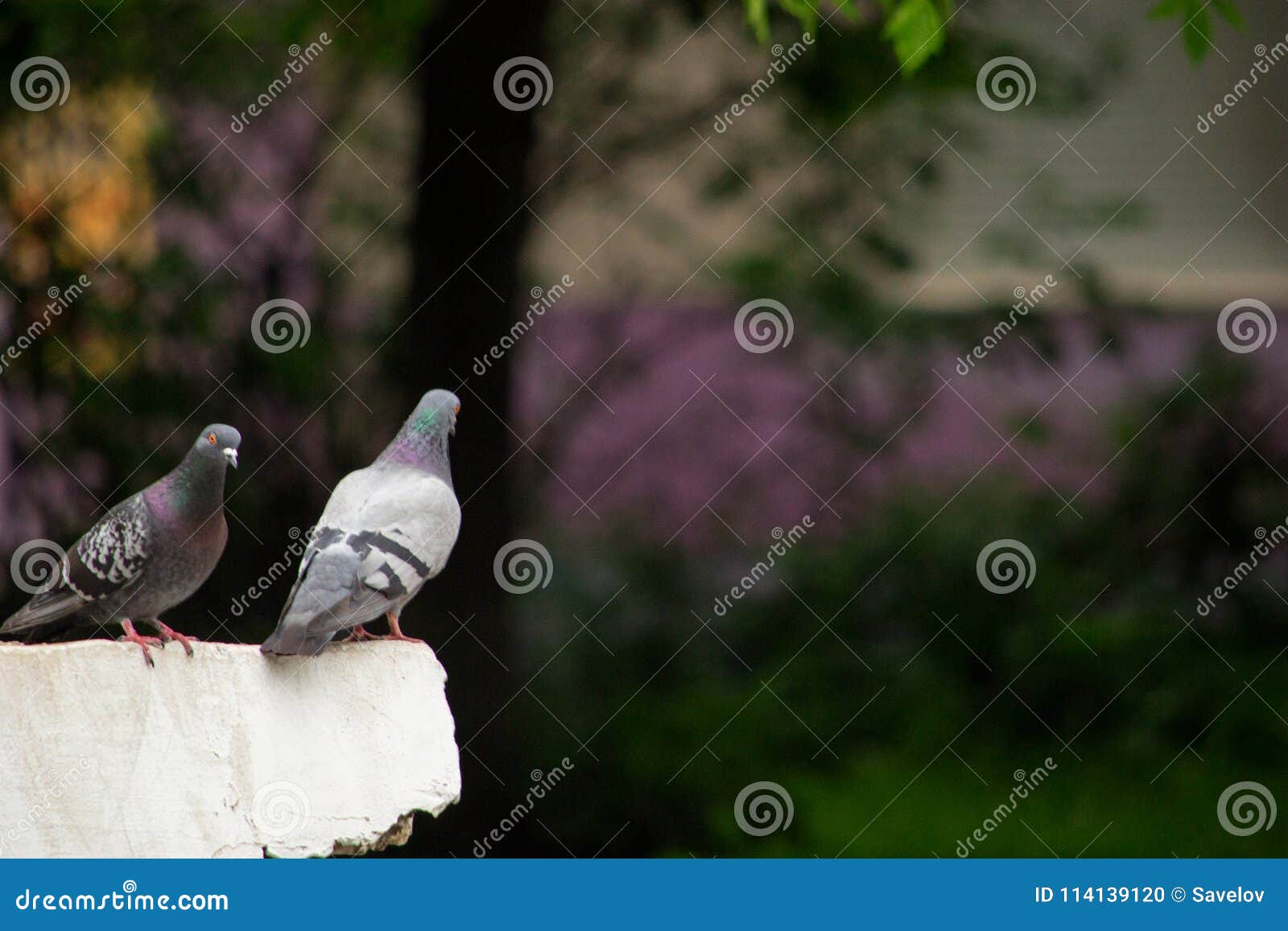 Two Doves are Sitting in the Park Stock Photo - Image of dove, green ...