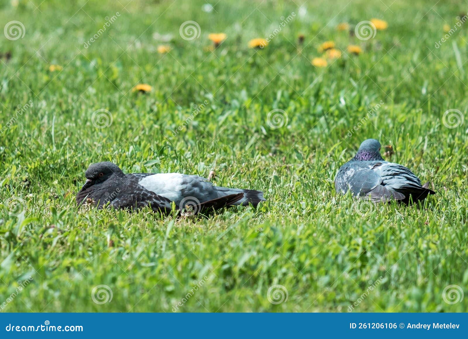 Two Doves Sleep in the Grass on the Field Stock Photo - Image of pair ...