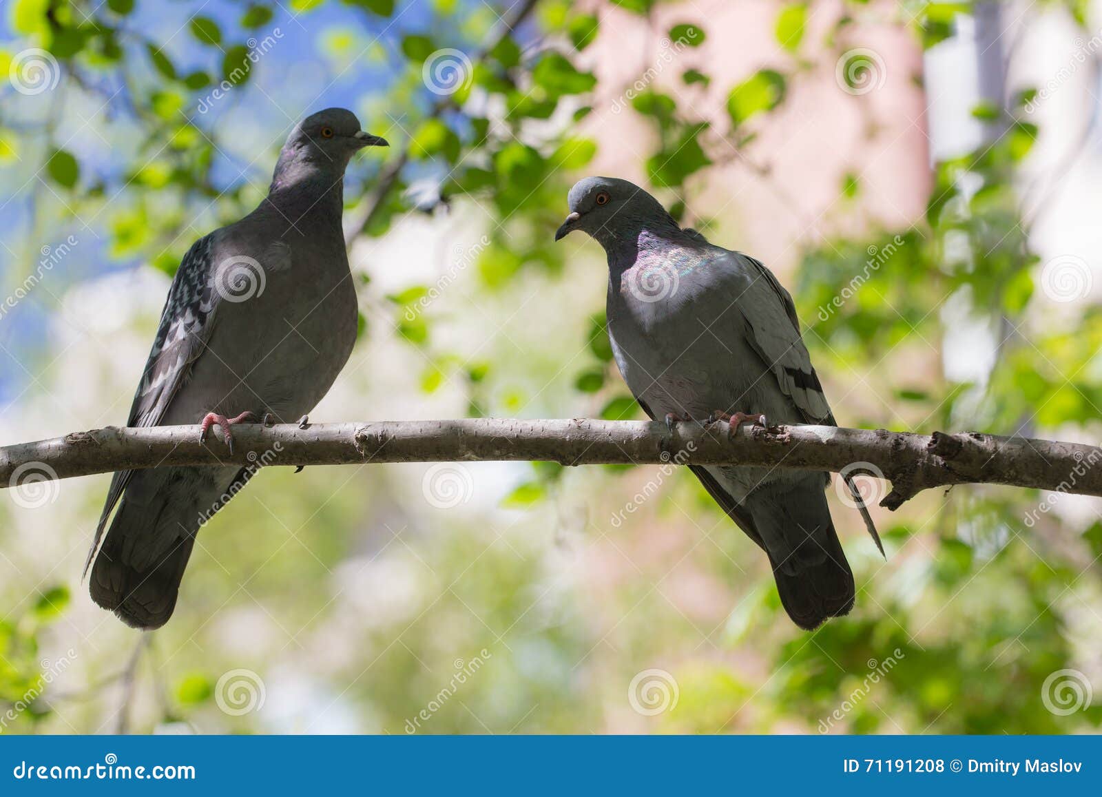 Two doves on a tree branch stock photo. Image of tree - 71191208