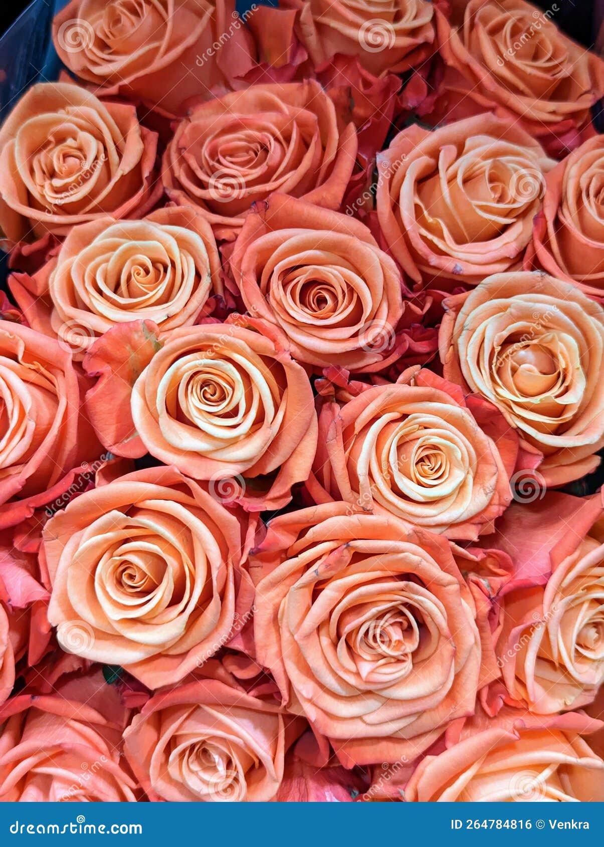 Two dozen roses stock photo. Image of bouquet, pink - 264784816