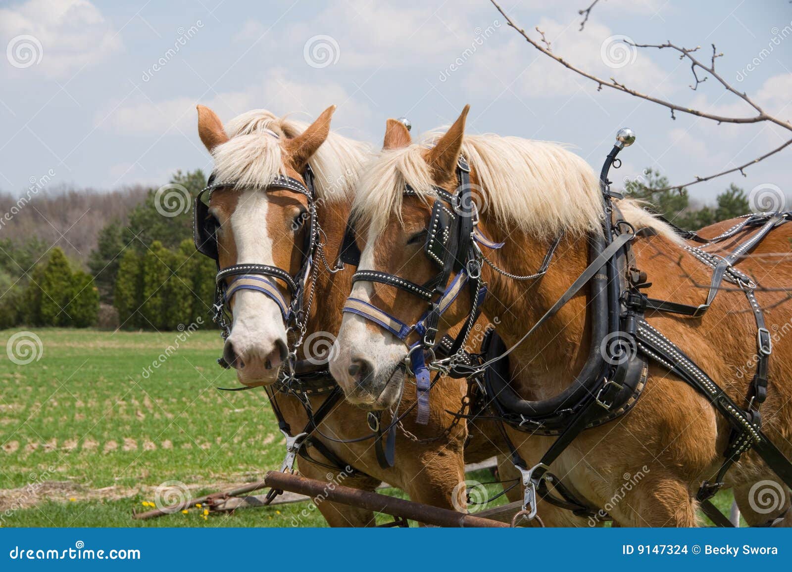 Two Draft Horses stock photo. Image of equine, plough - 9147324