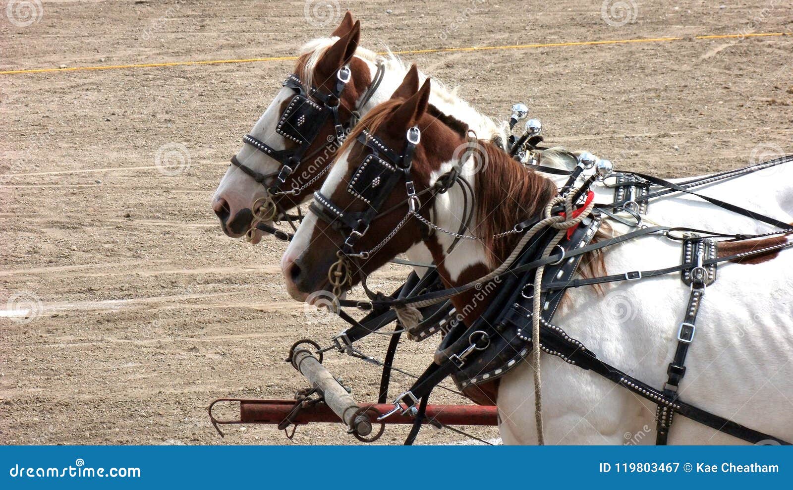 Two draft horses at show stock image. Image of horse - 119803467