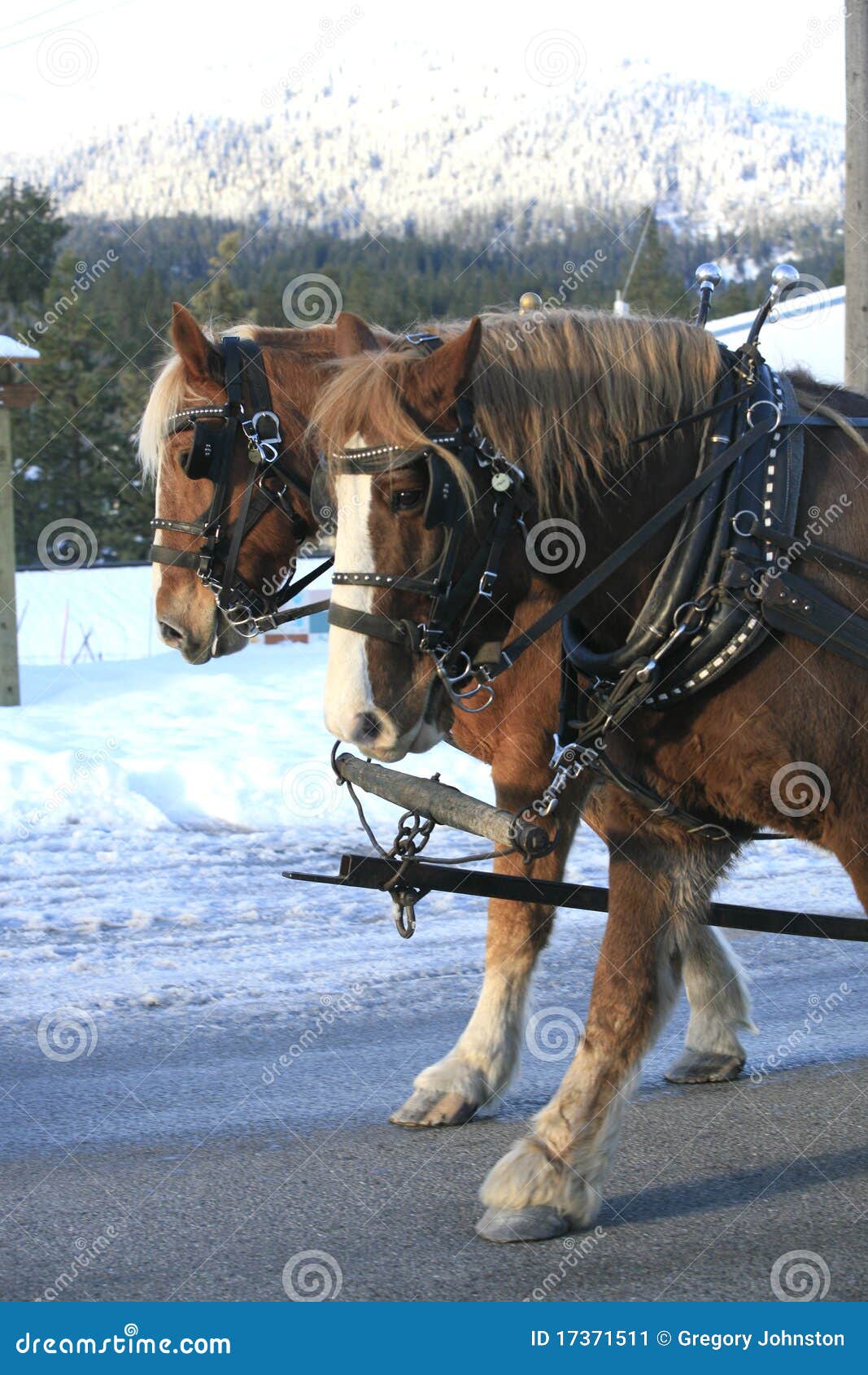 Two draft horses walking. stock image. Image of equine - 17371511